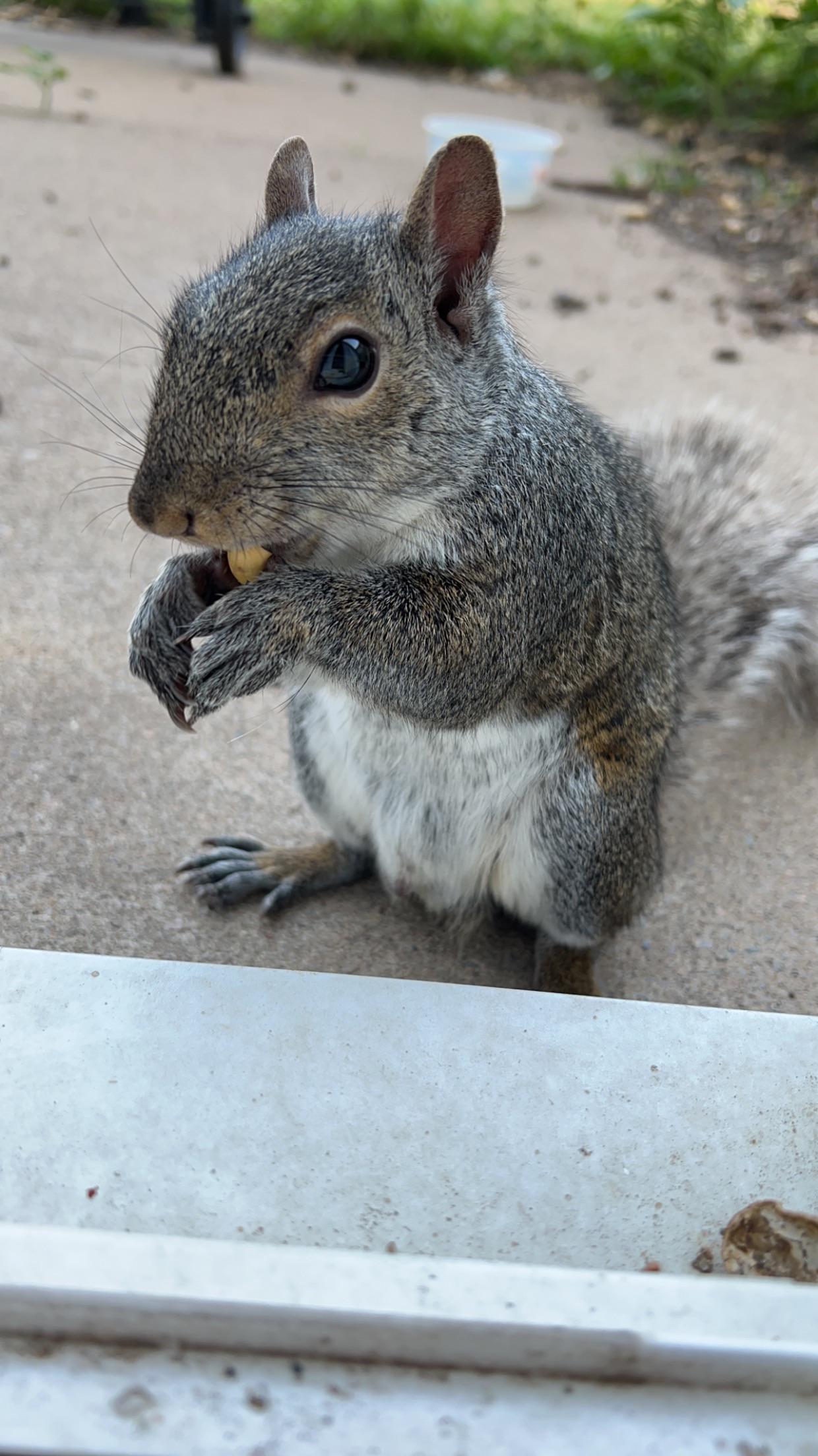 Begging for peanuts: a compilation | Scrolller