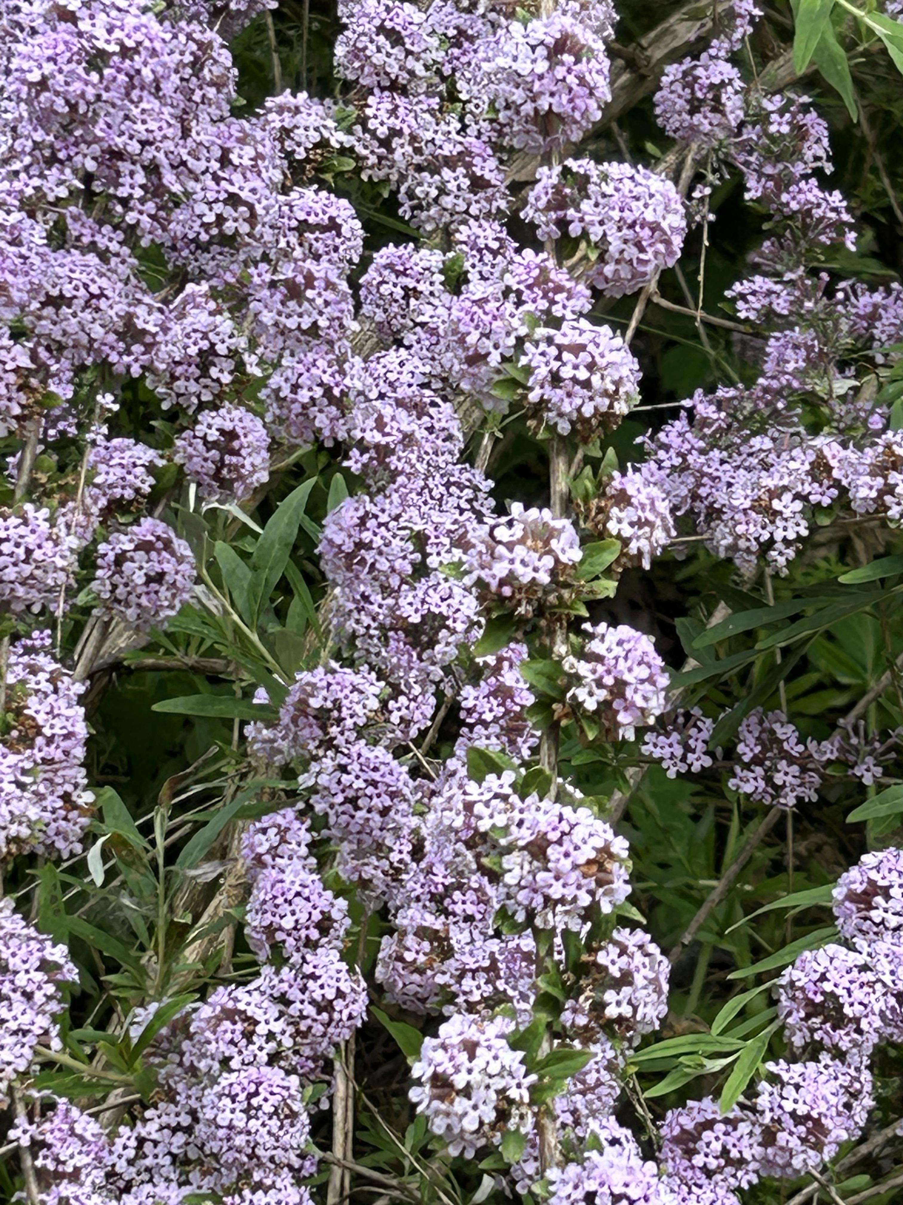 Plant ID | Scrolller