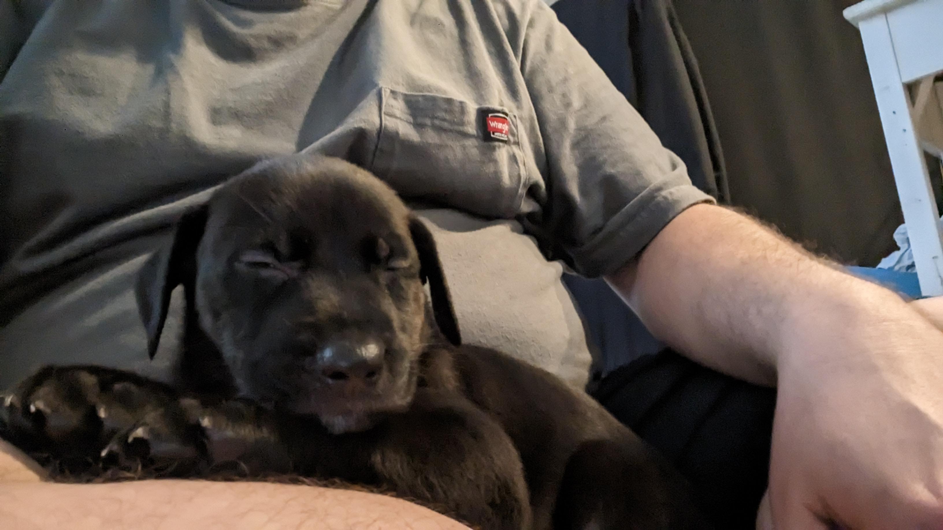 (OC) sleepy new family member | Scrolller