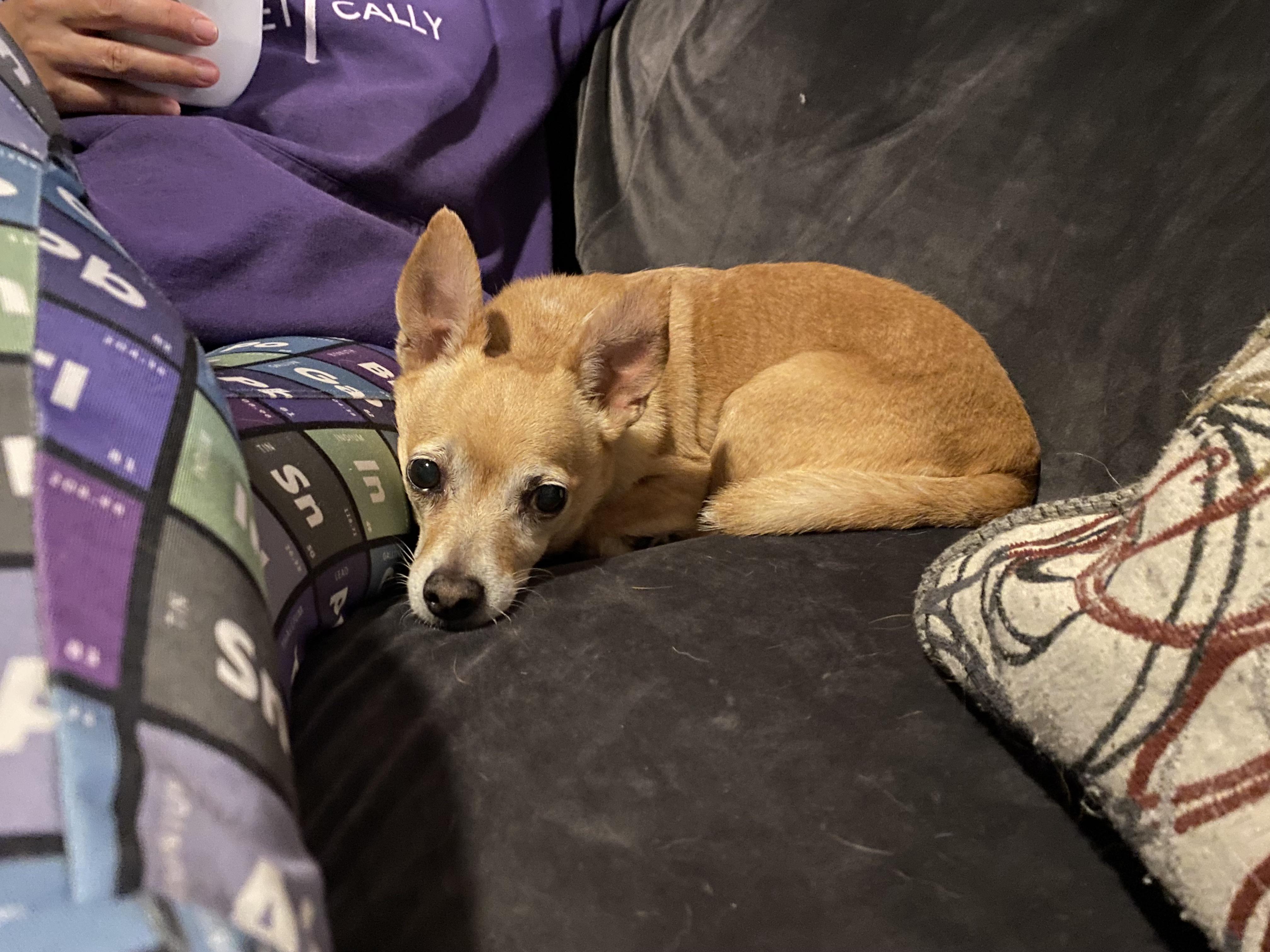 Our old man chihuahua mix apollo! | Scrolller