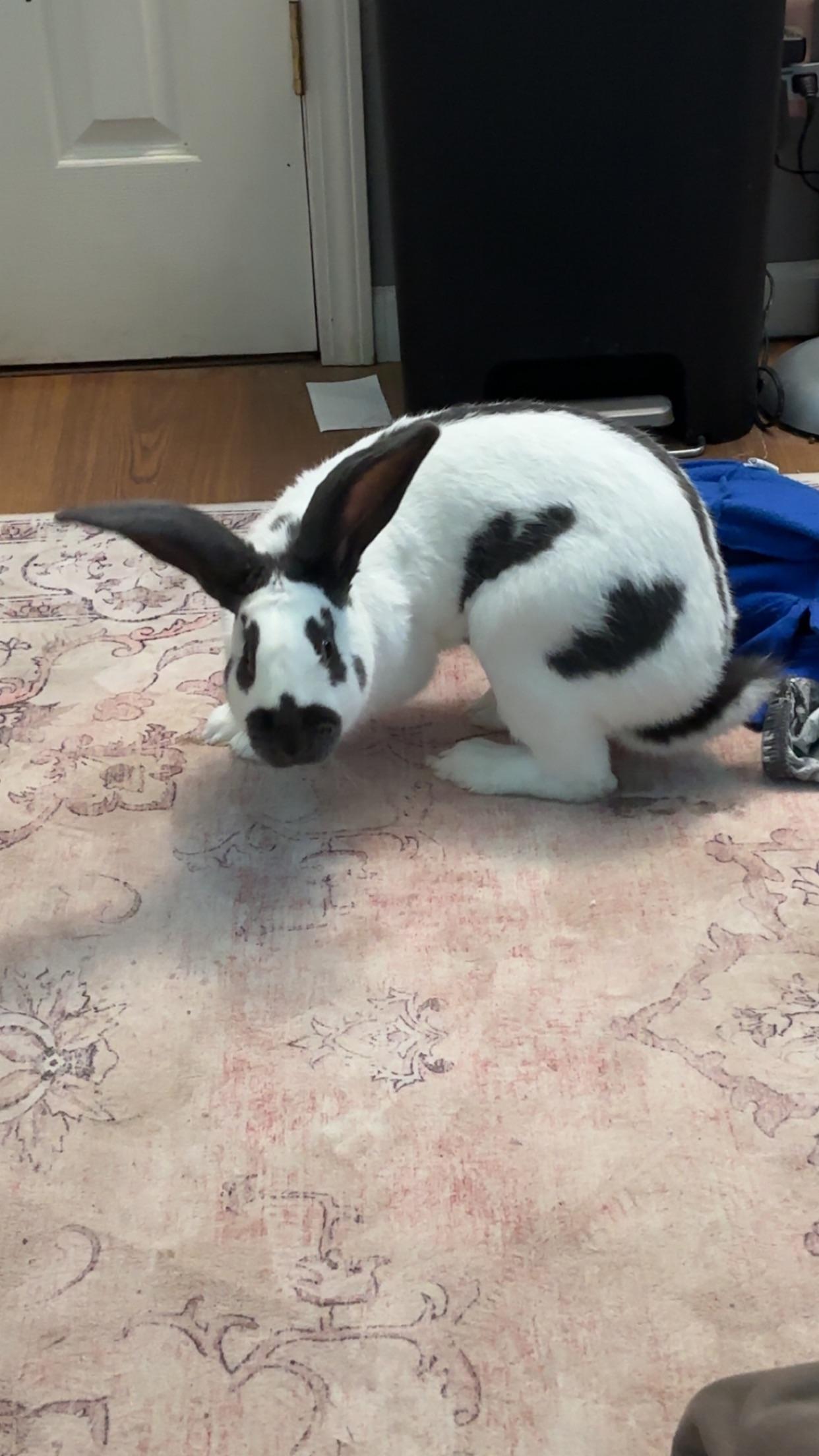 One of the meanest breeds “ | Scrolller