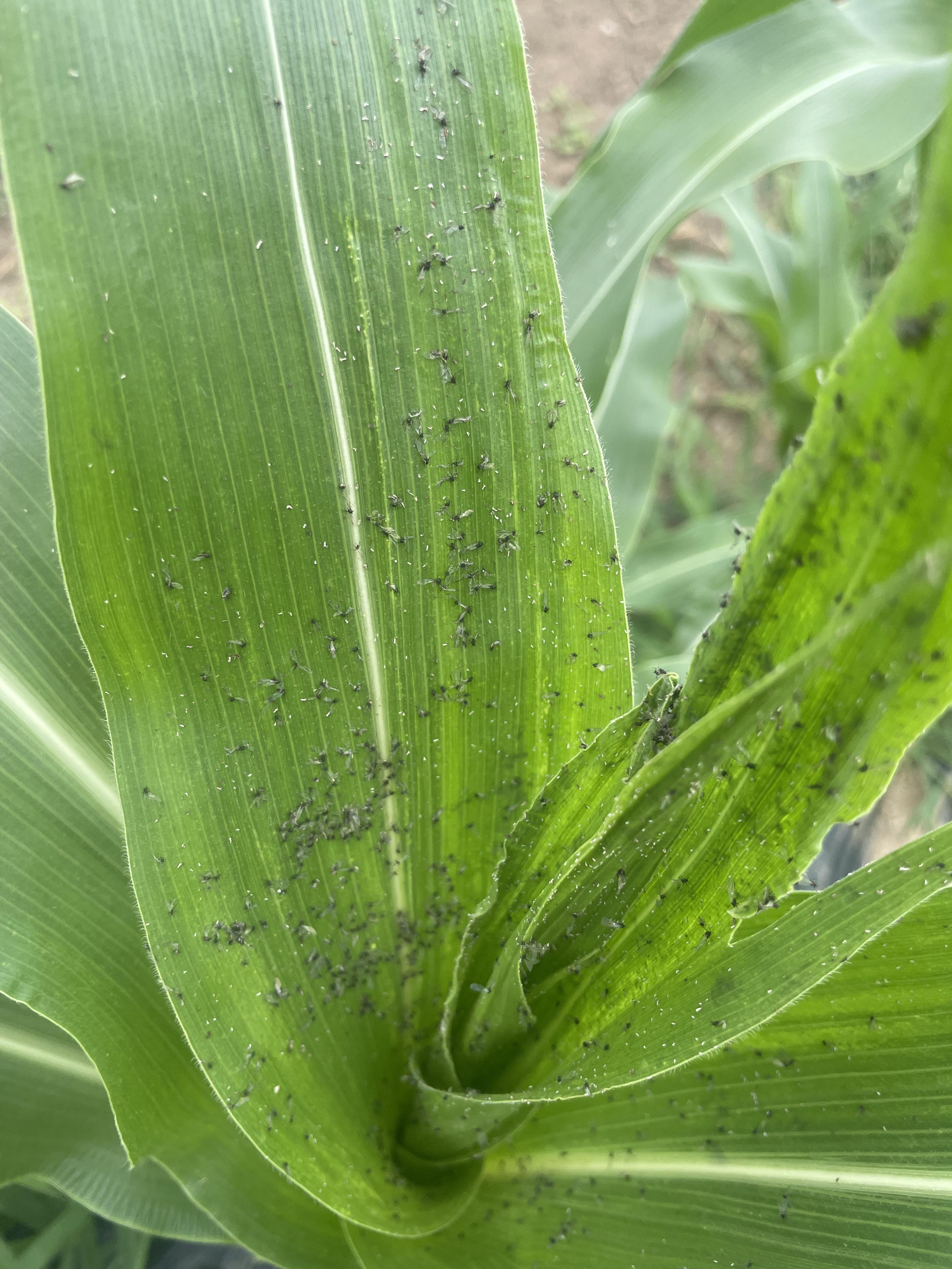 Does anyone know what kind of bugs these are? | Scrolller