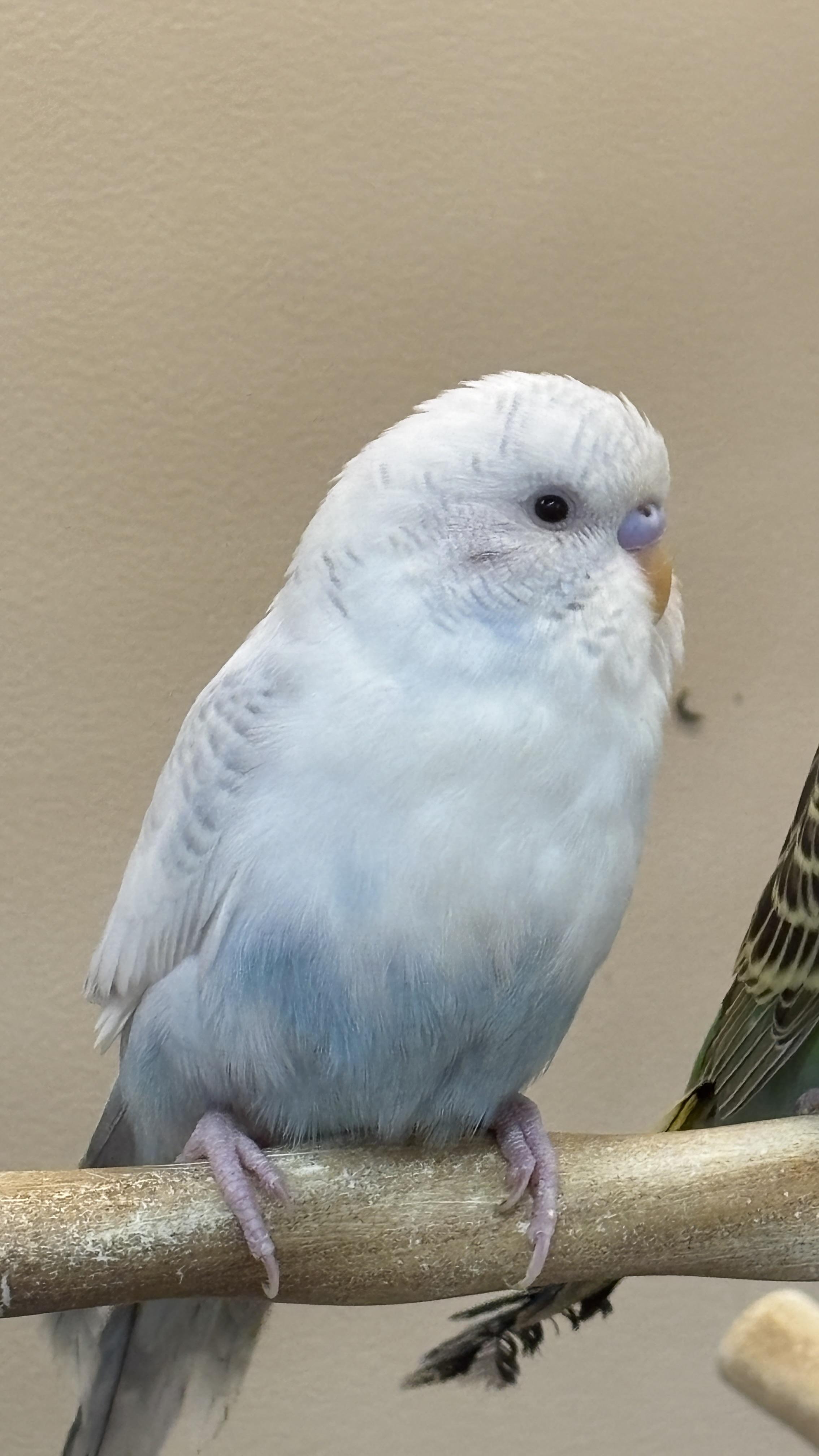 New bird just dropped | Scrolller