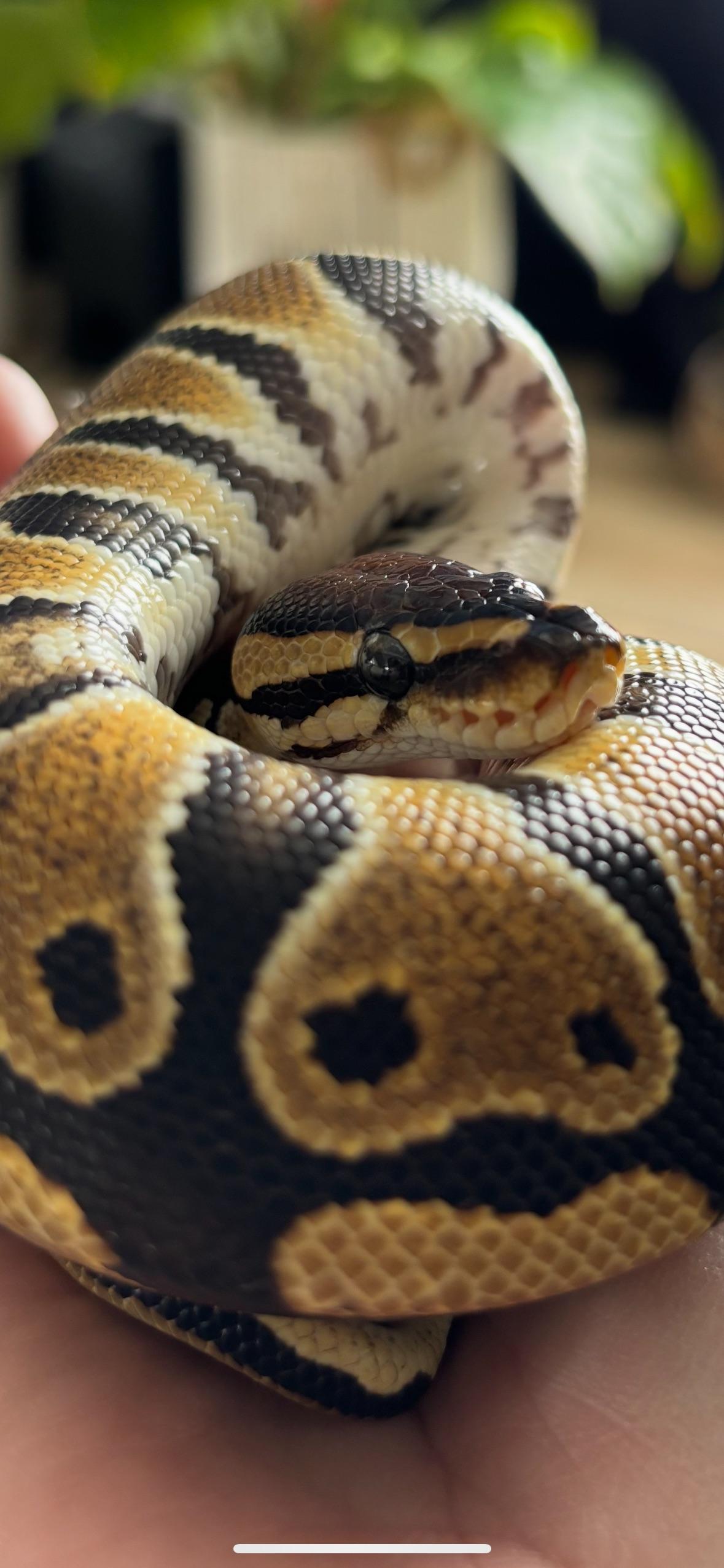 Shelving/Stacking | Scrolller