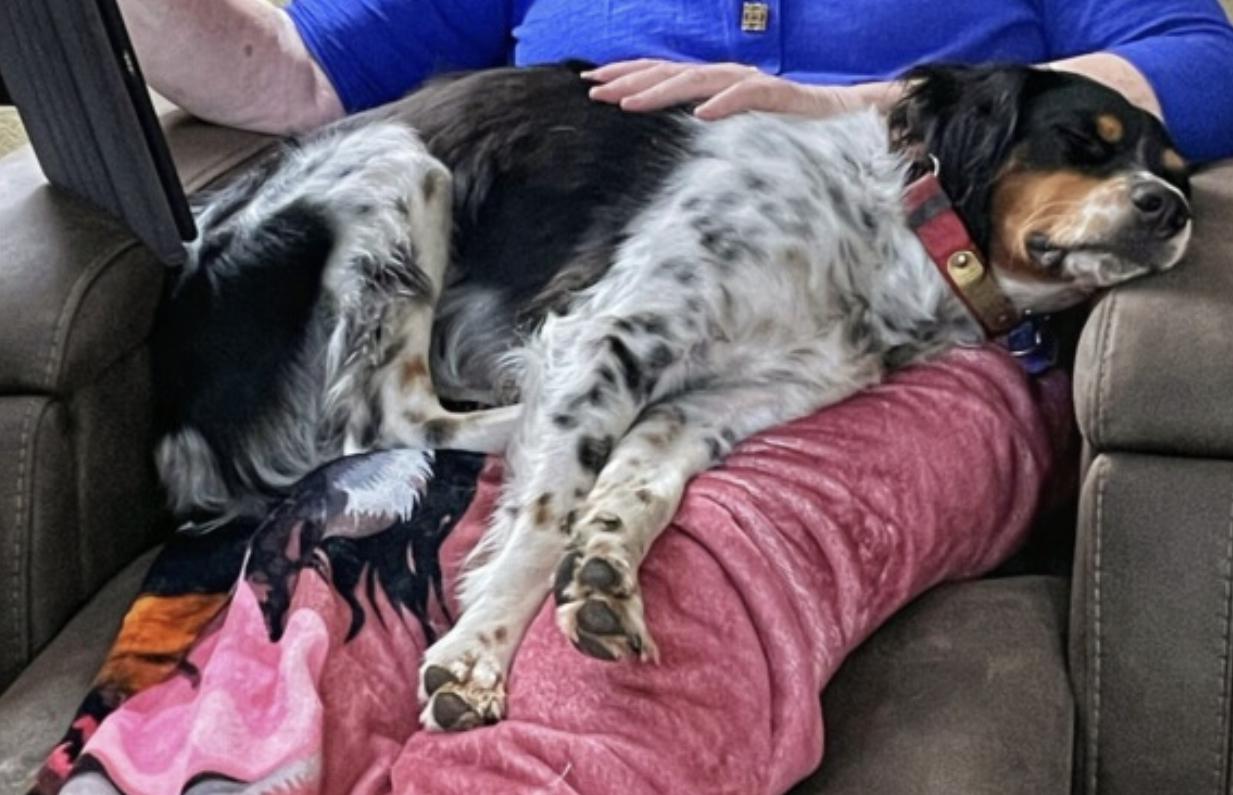 Incredible Melting Dog | Scrolller