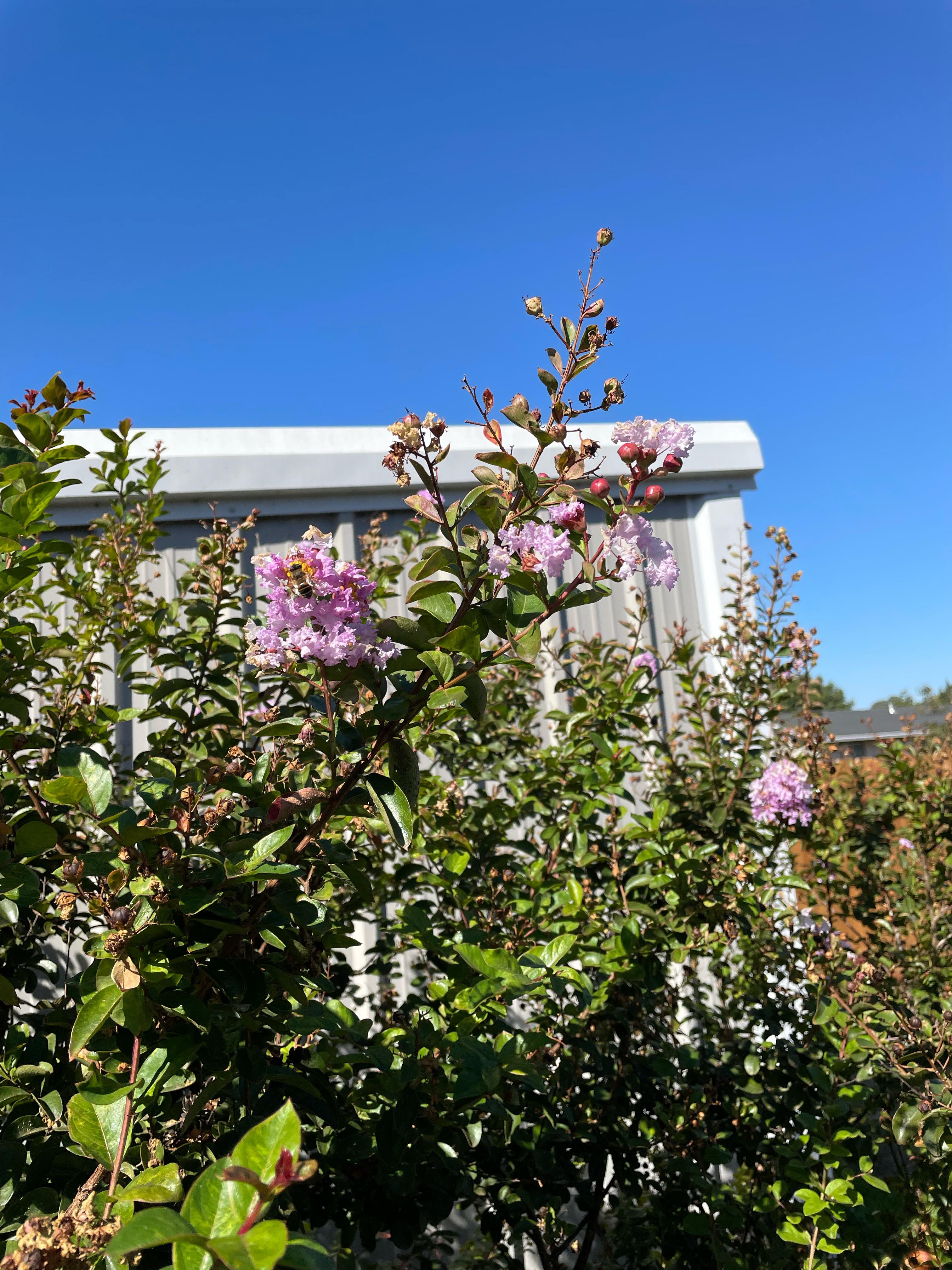 Discover more like Plants: Help identifying these plants and Related Content | Scrolller