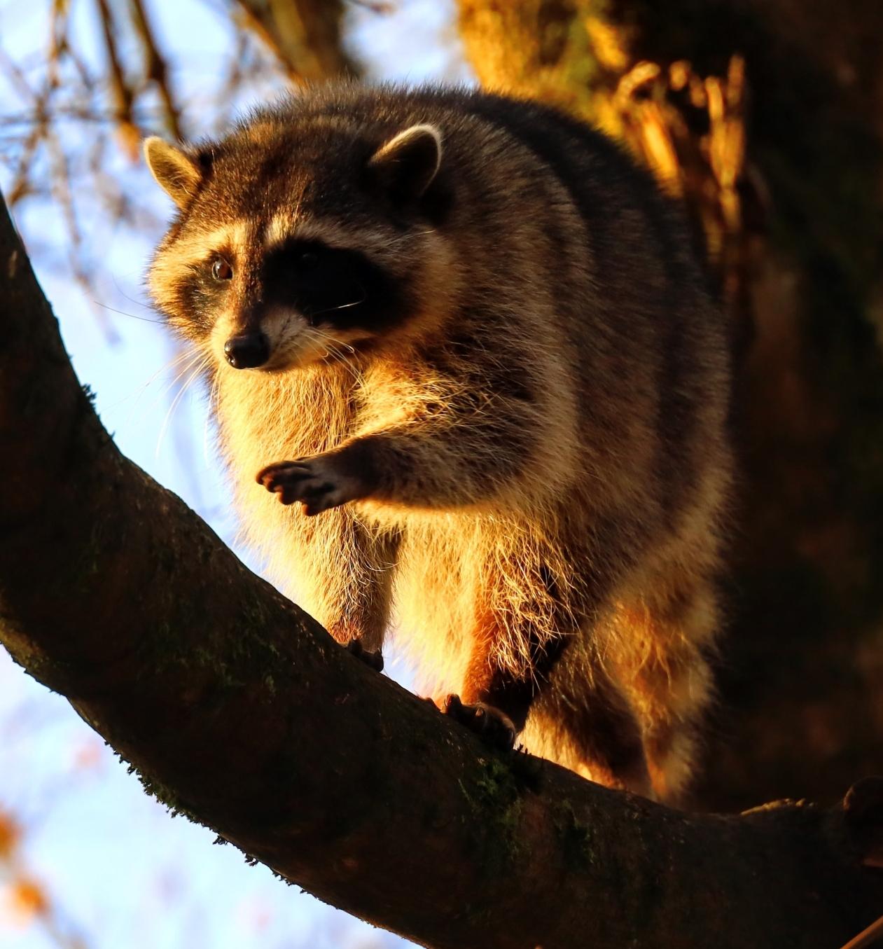 Roof Friend | Scrolller