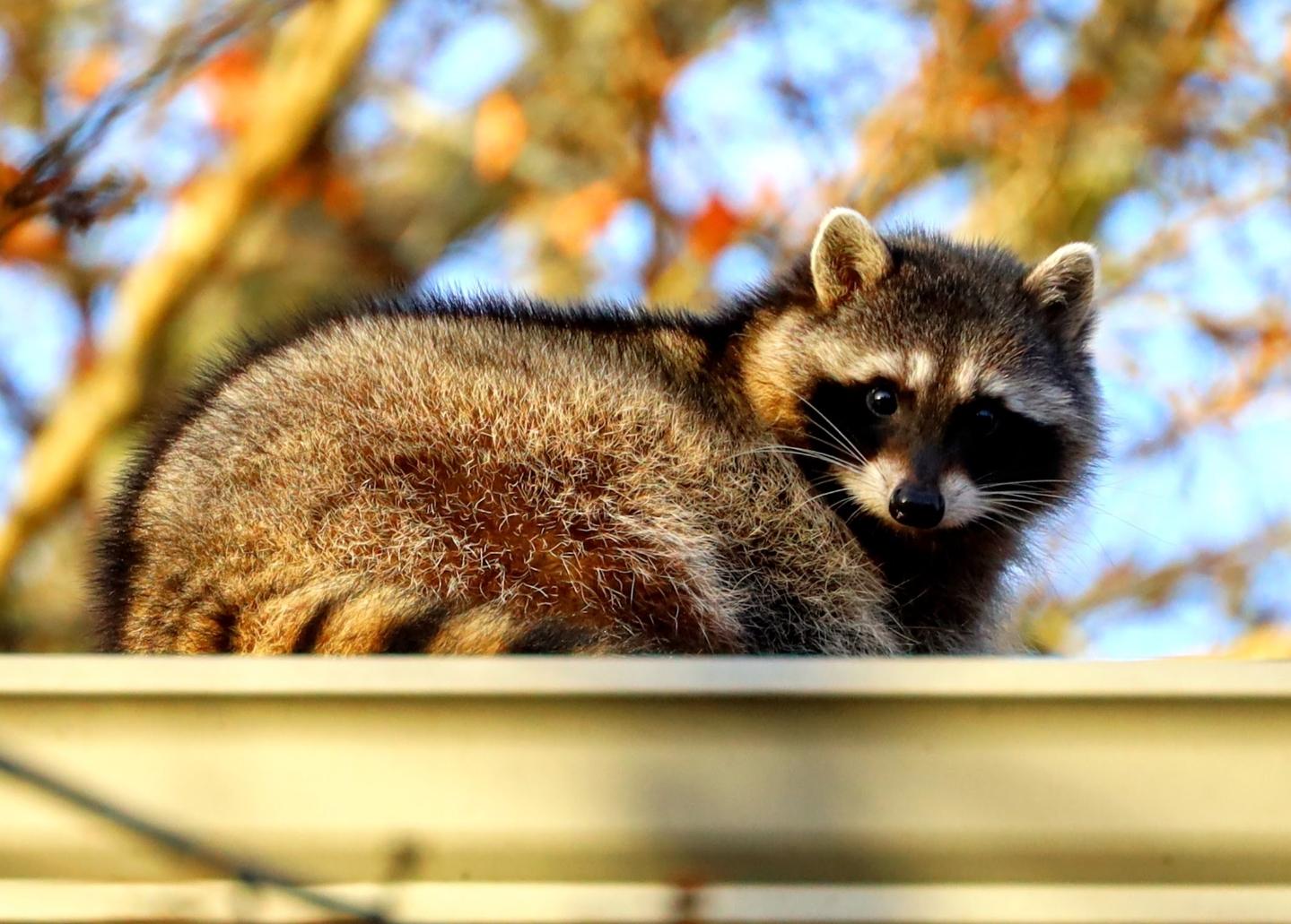 Roof Friend | Scrolller