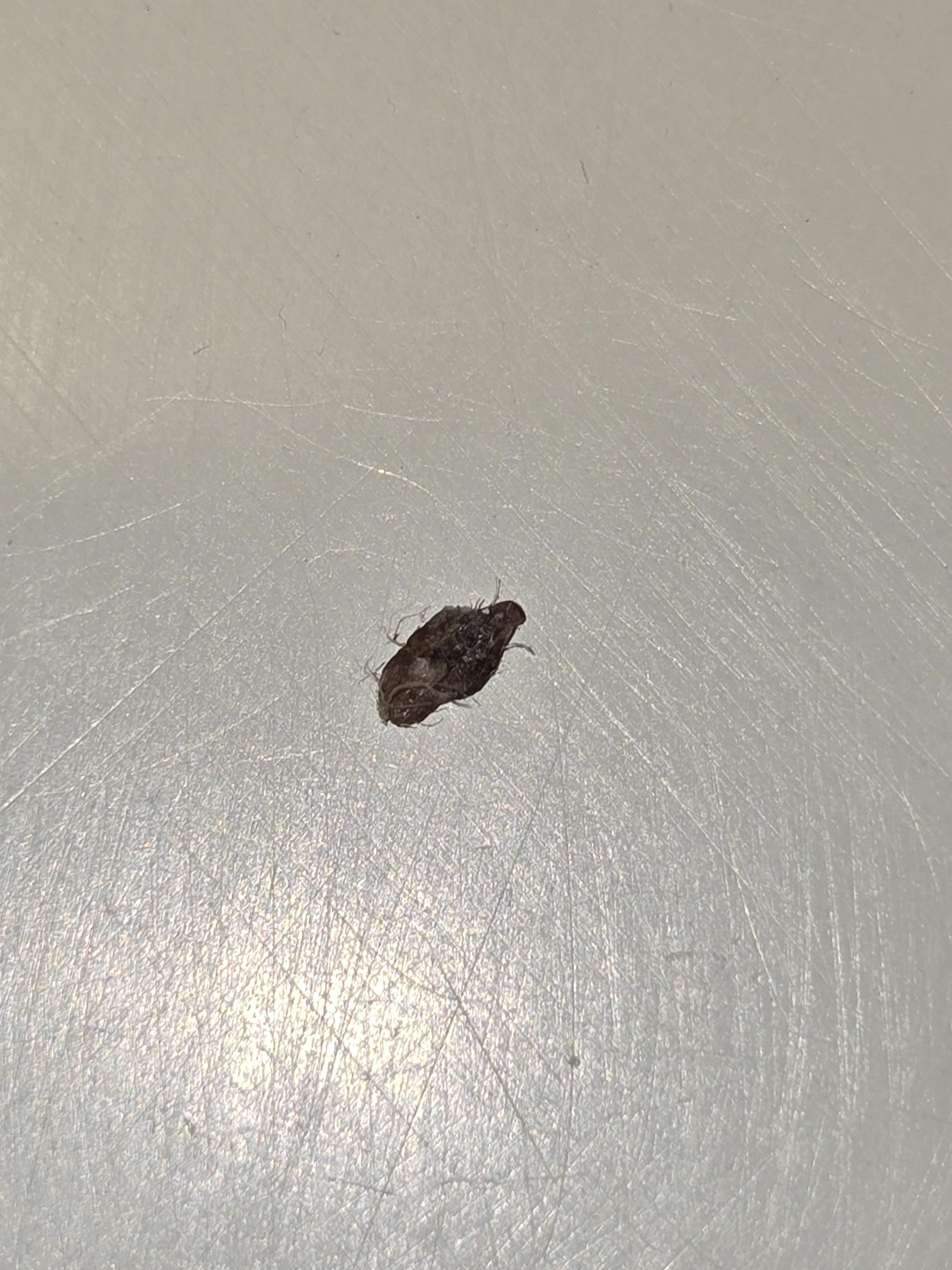 Smashed bed bug? | Scrolller