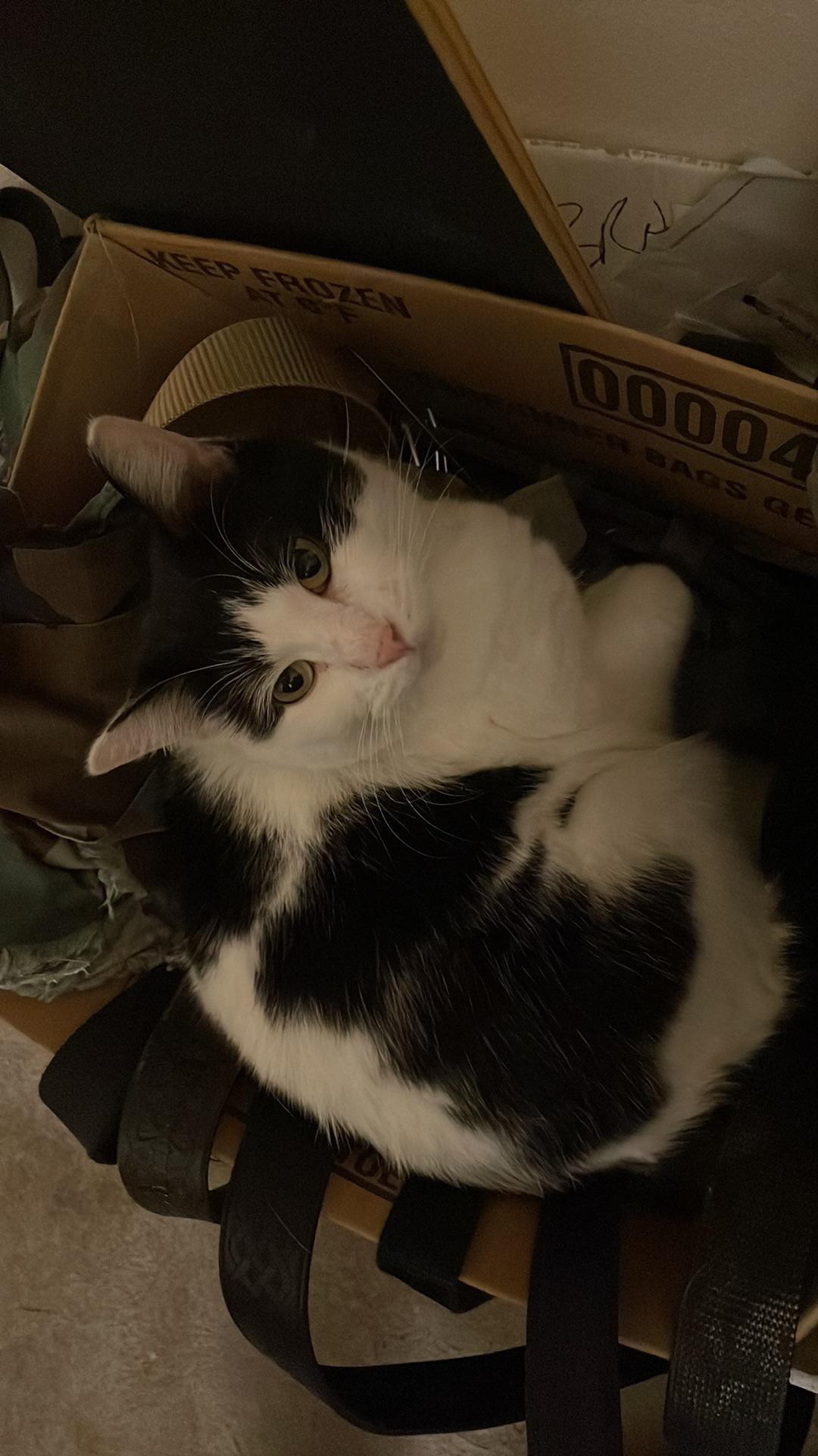 My two kitties! kekewey (bw) & Lucifer (Siamese mix) | Scrolller