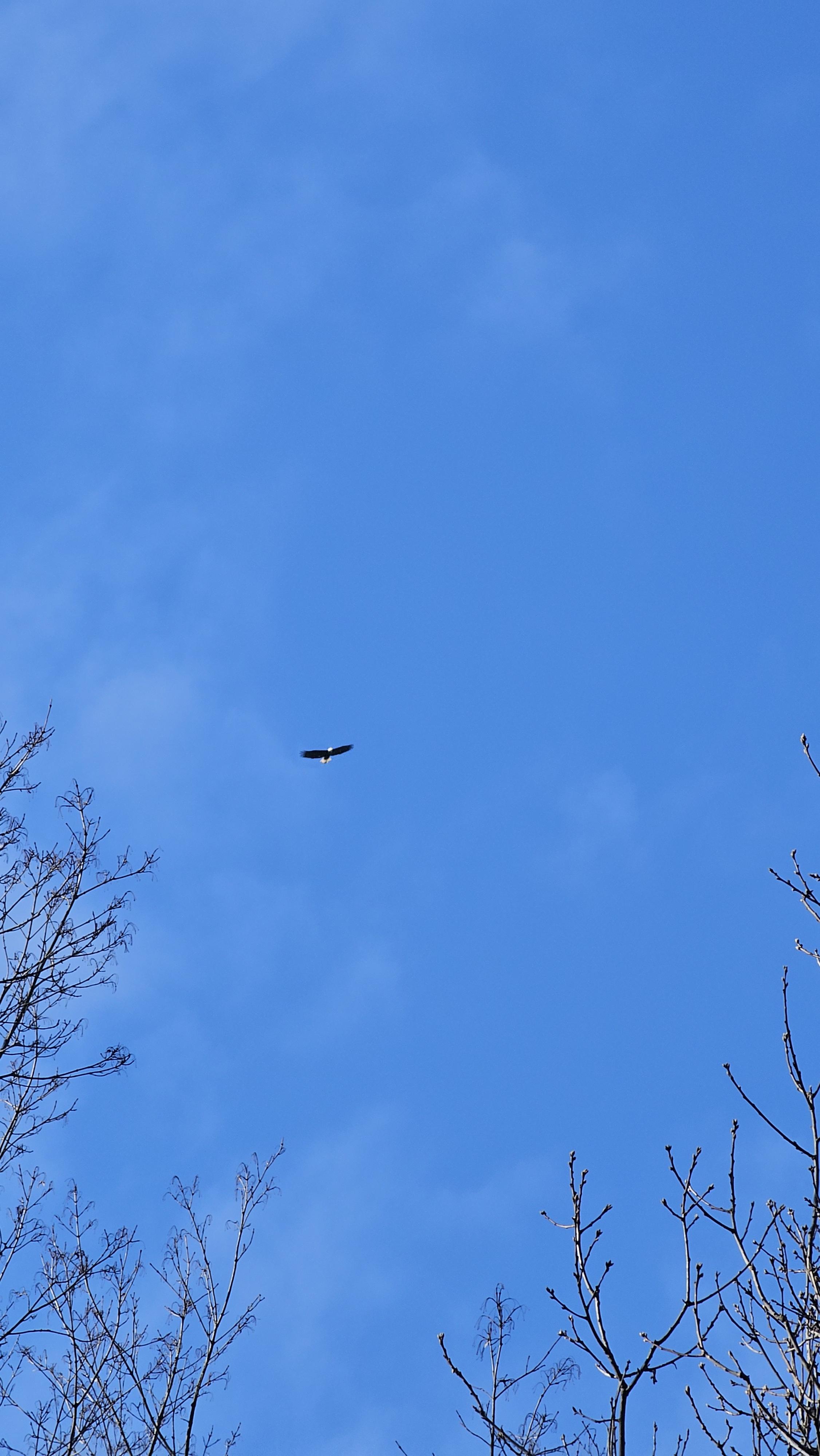 Bald eagle? | Scrolller