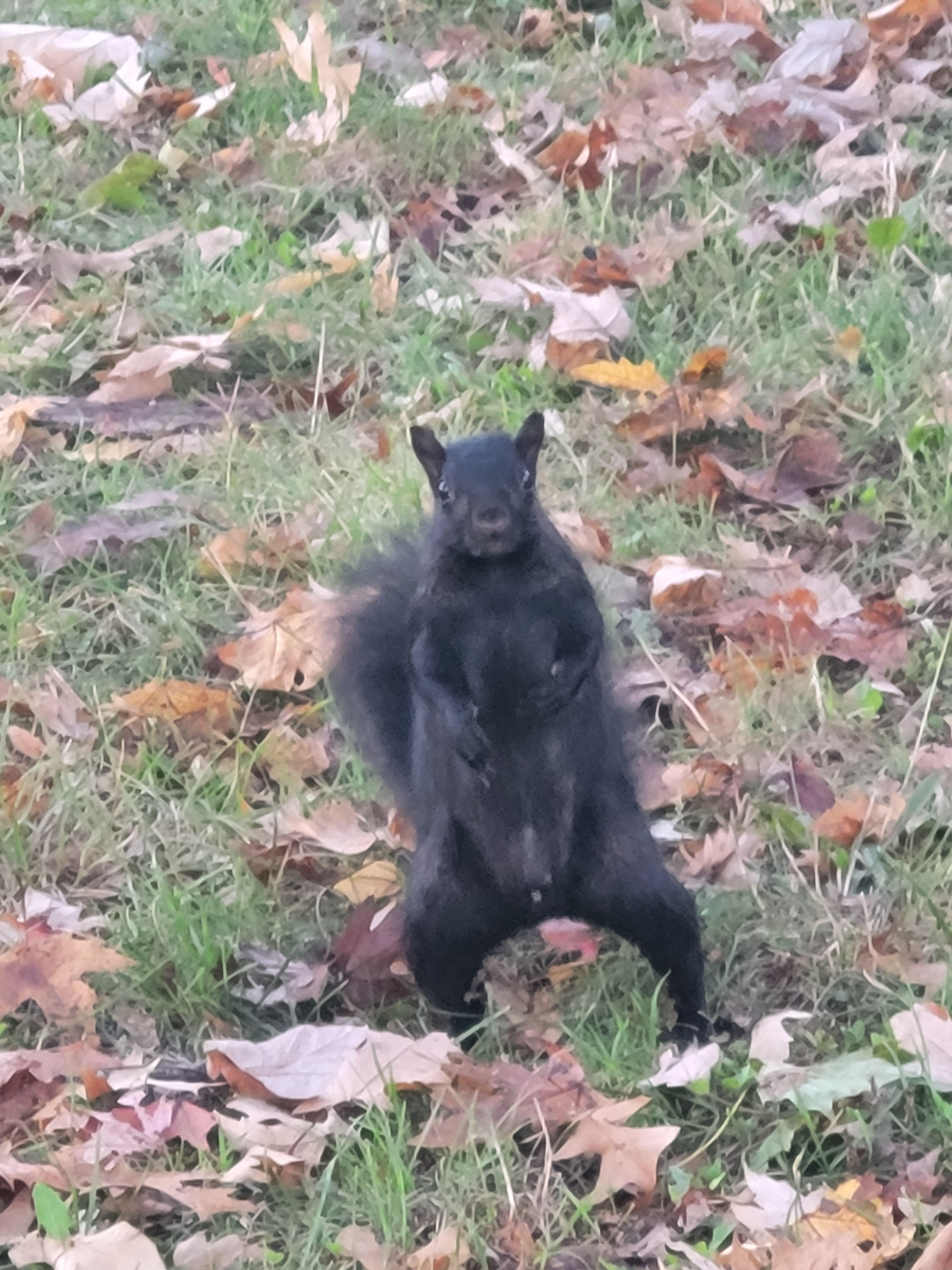 Squirrel! | Scrolller