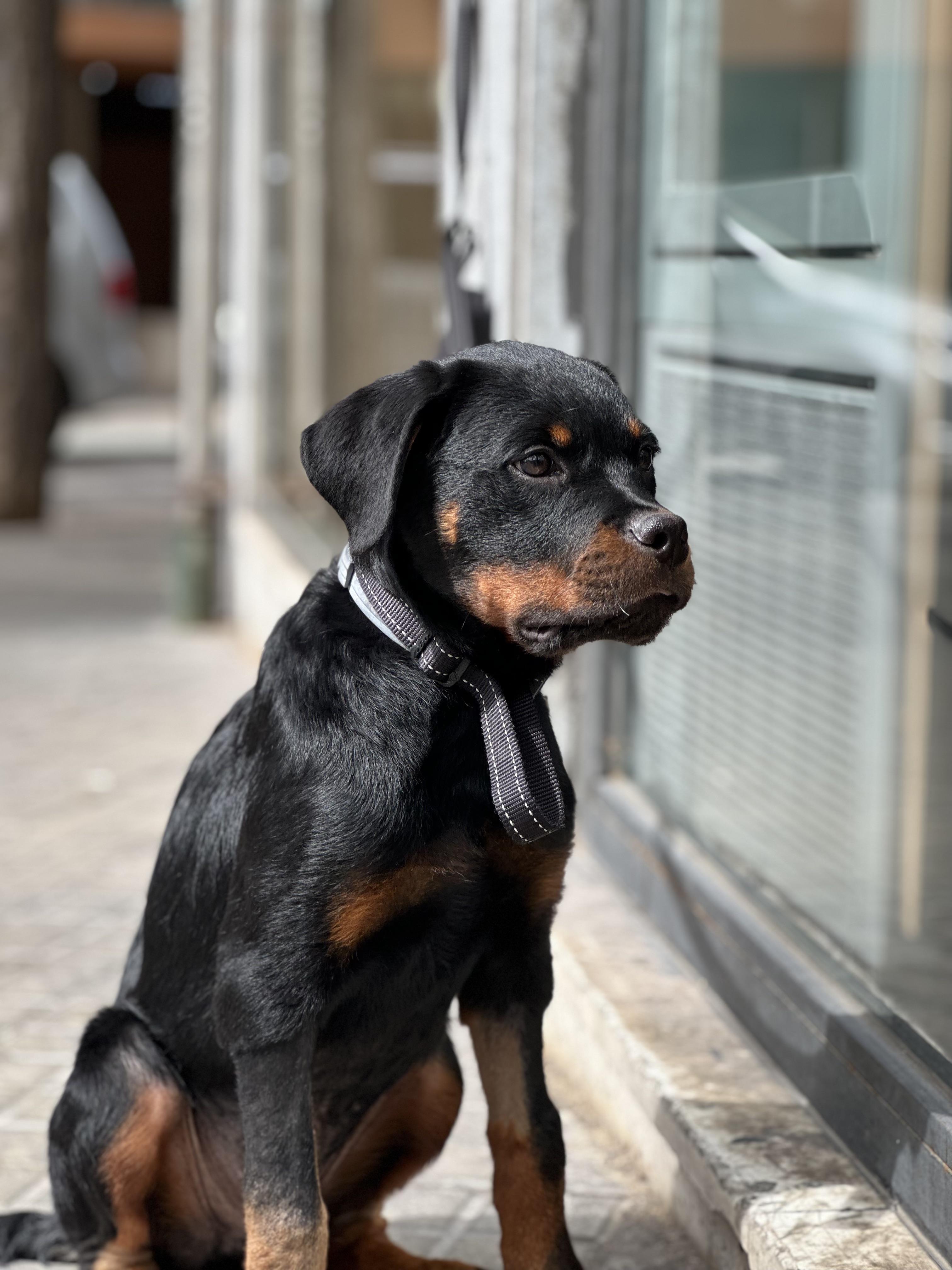 Parvo survivor looking good | Scrolller