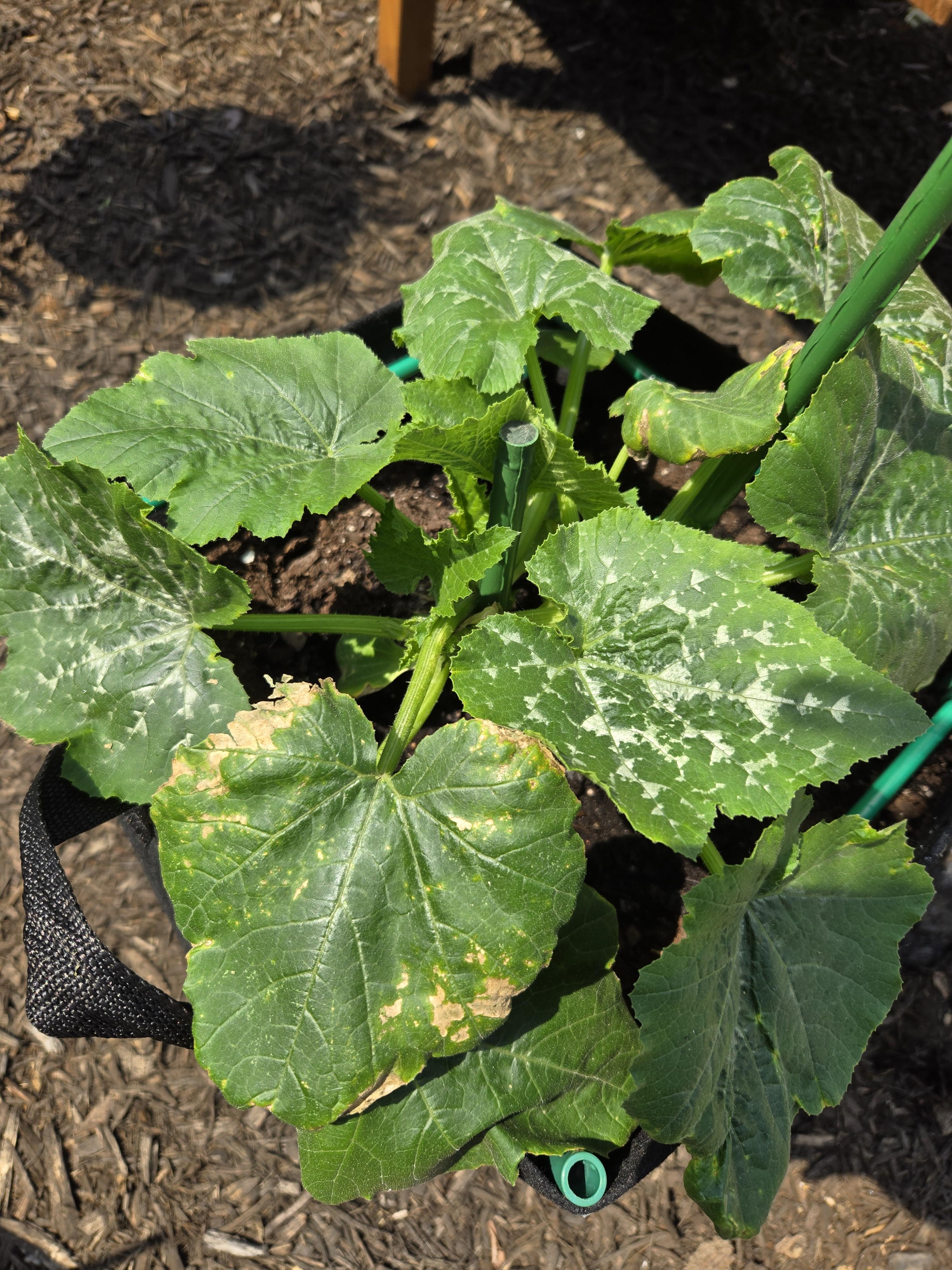 Help with mexican squash | Scrolller