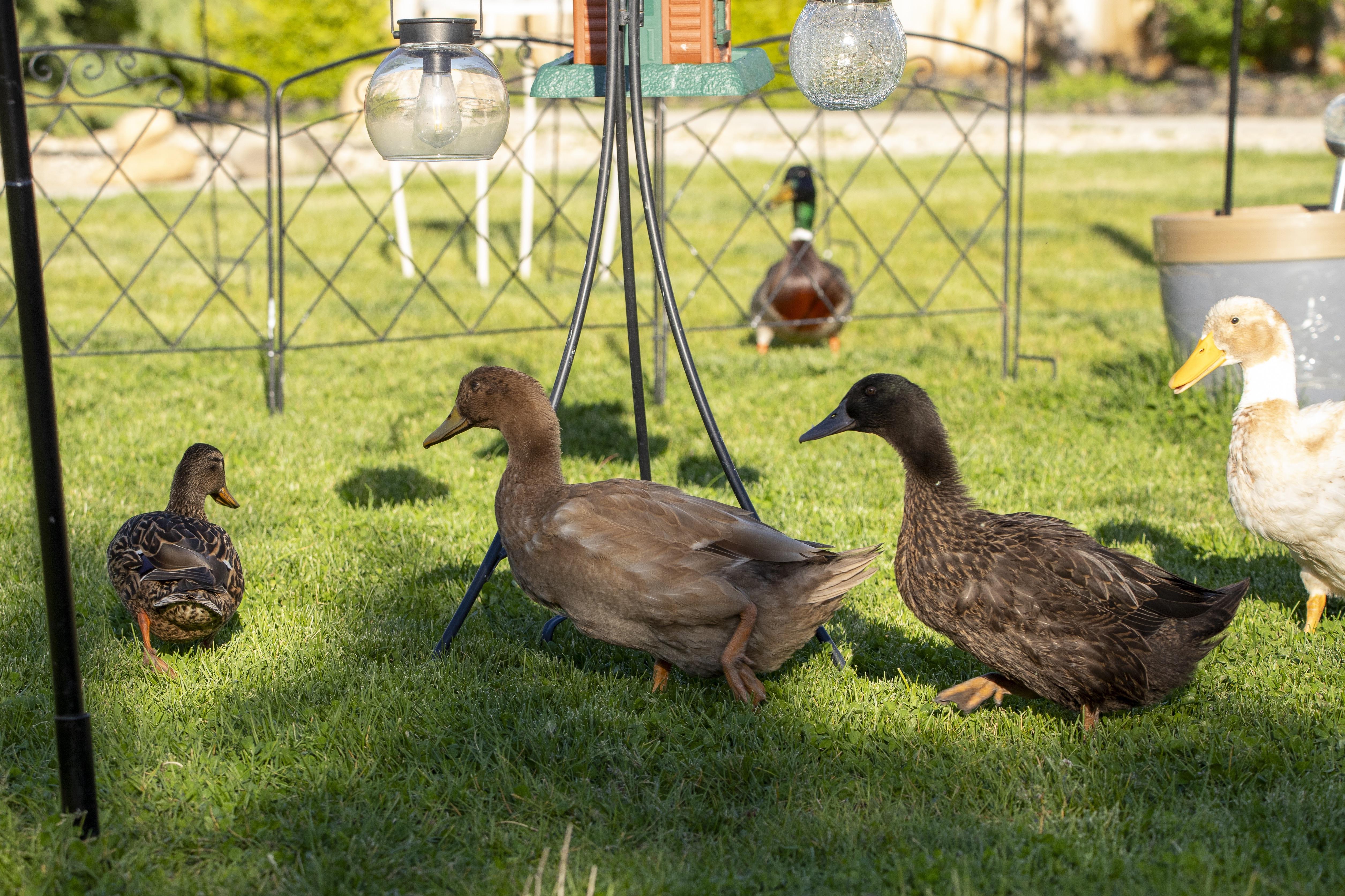 Visitors 😂 | Scrolller