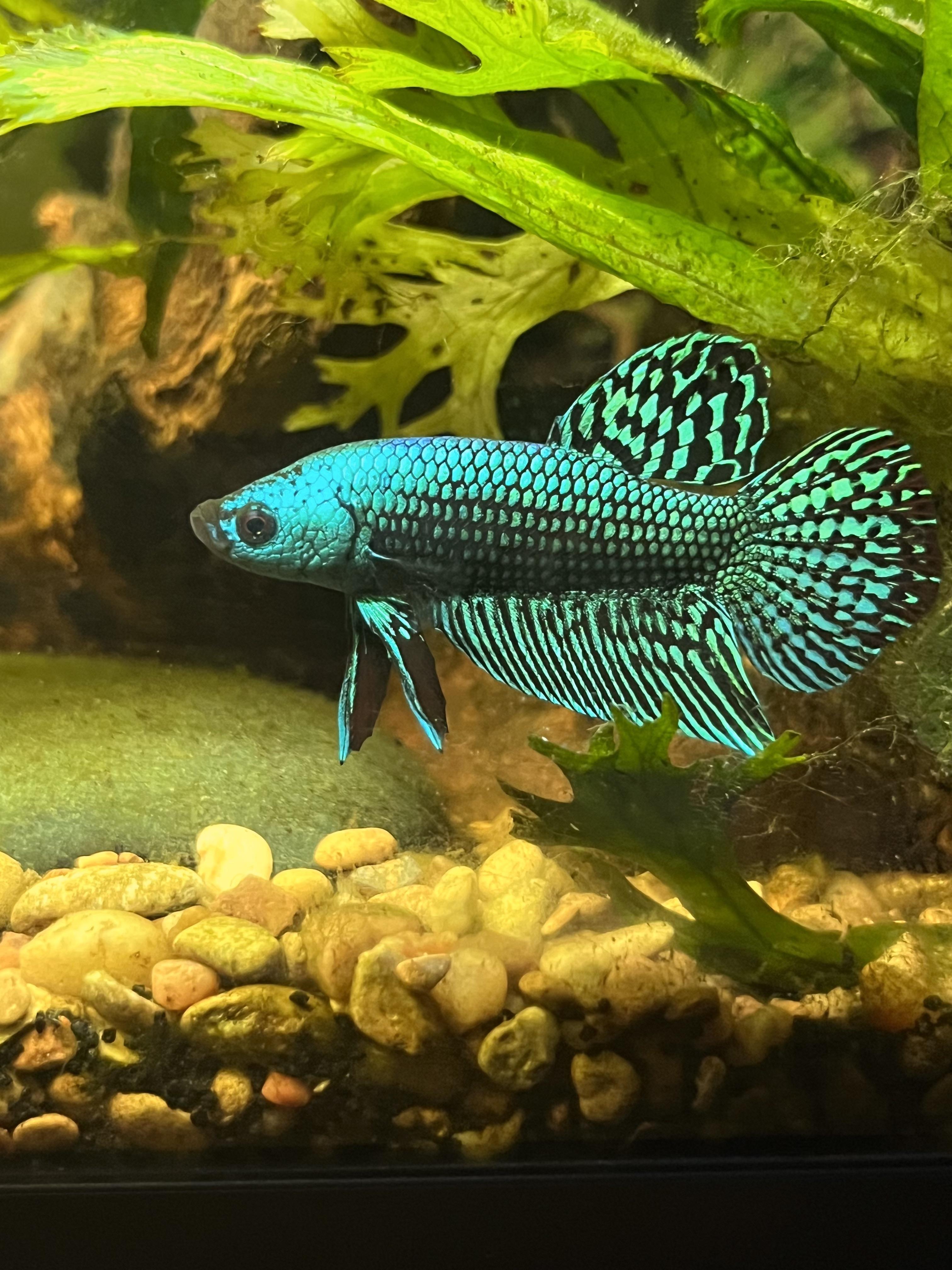 Nostromo giving me some nice shots | Scrolller