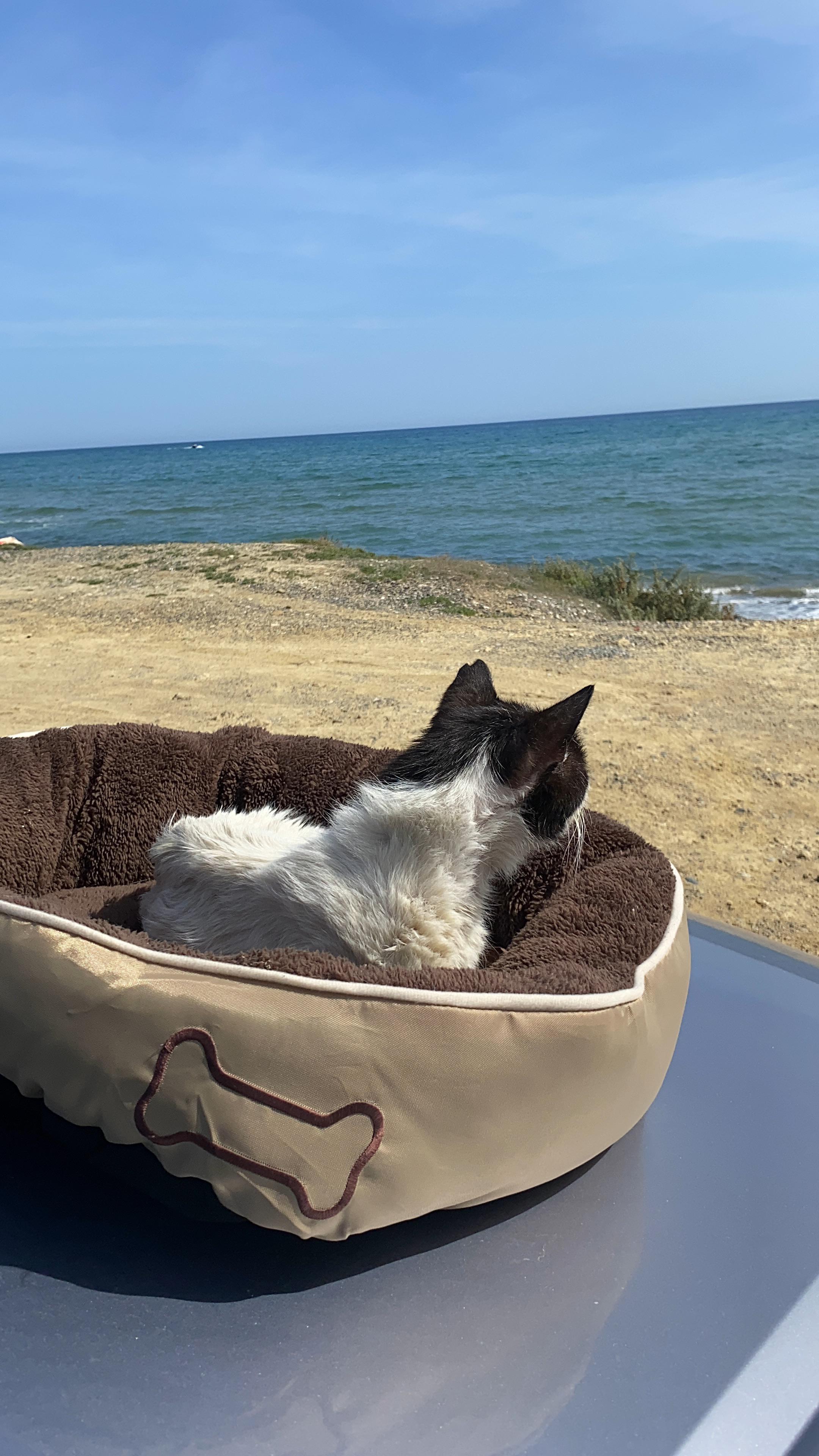 (OC) We took the old stray cat we rescued to the beach | Scrolller