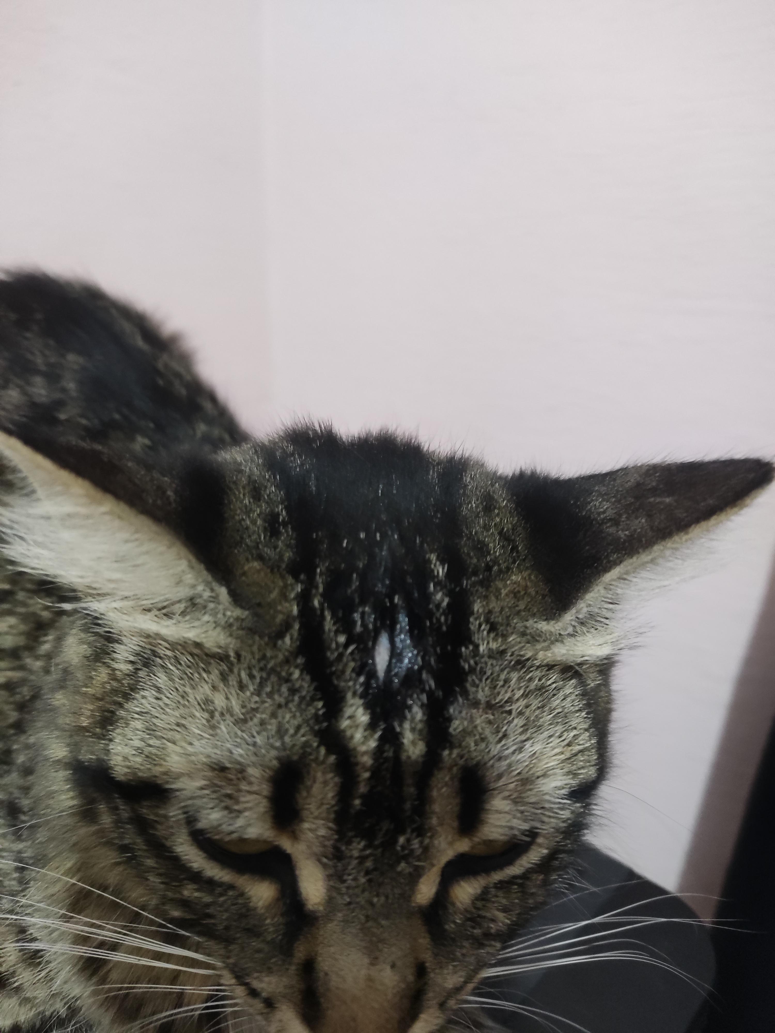 My cat got into a fight and not sure if I should get her to the vet asap | Scrolller