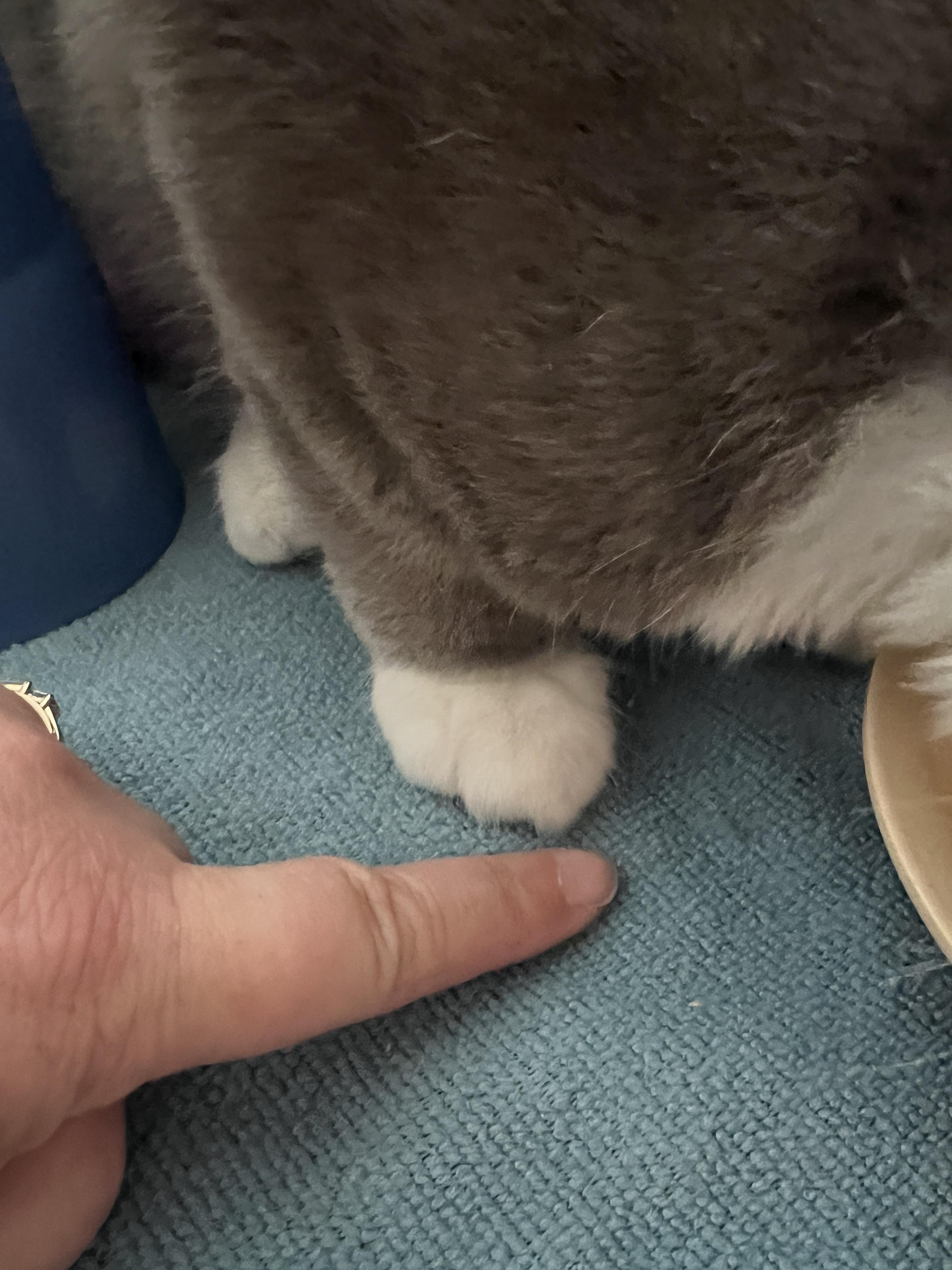 Do big paws mean he’ll be big? | Scrolller