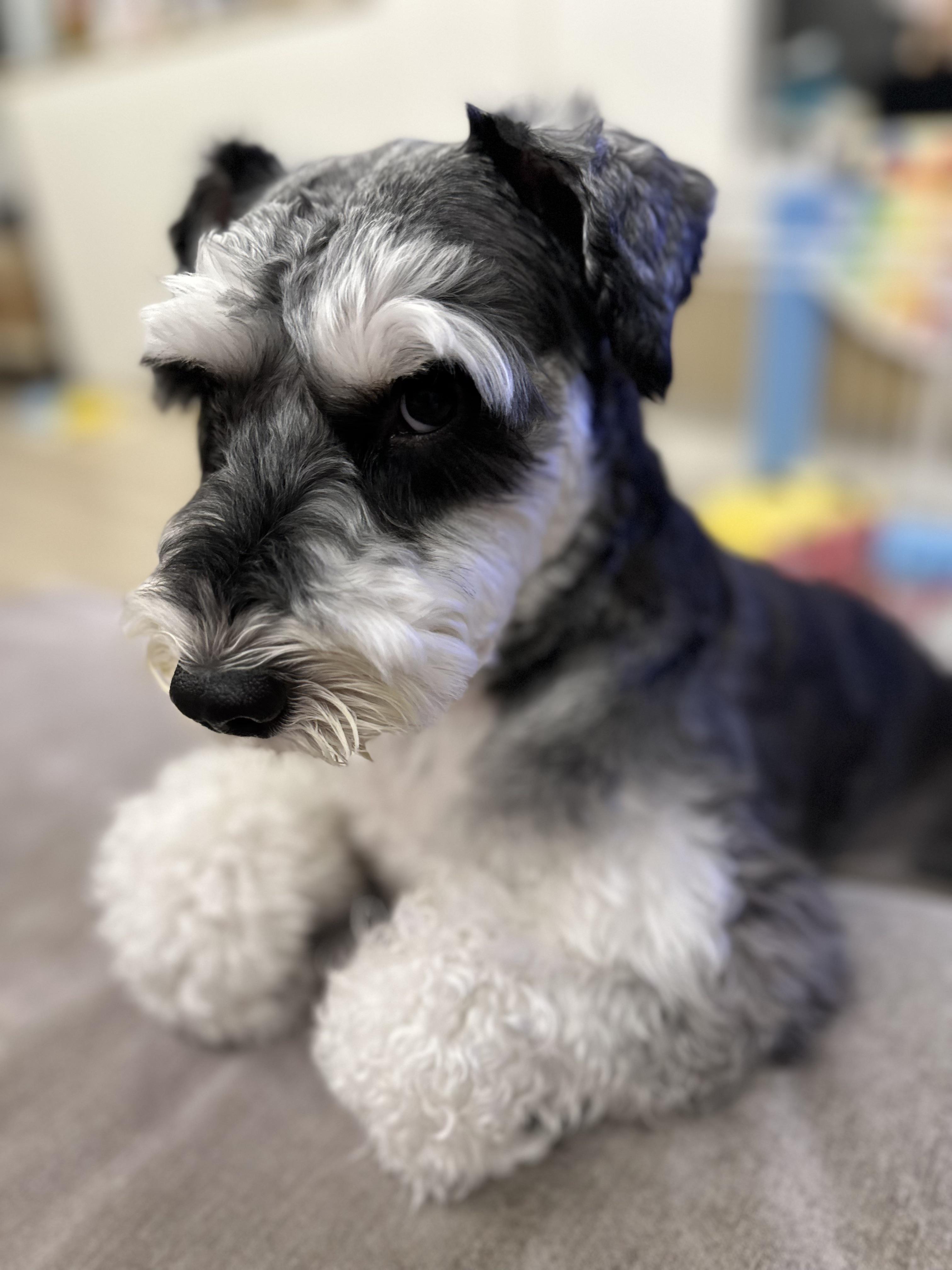 Keeps staring at me😂😂(OC) | Scrolller