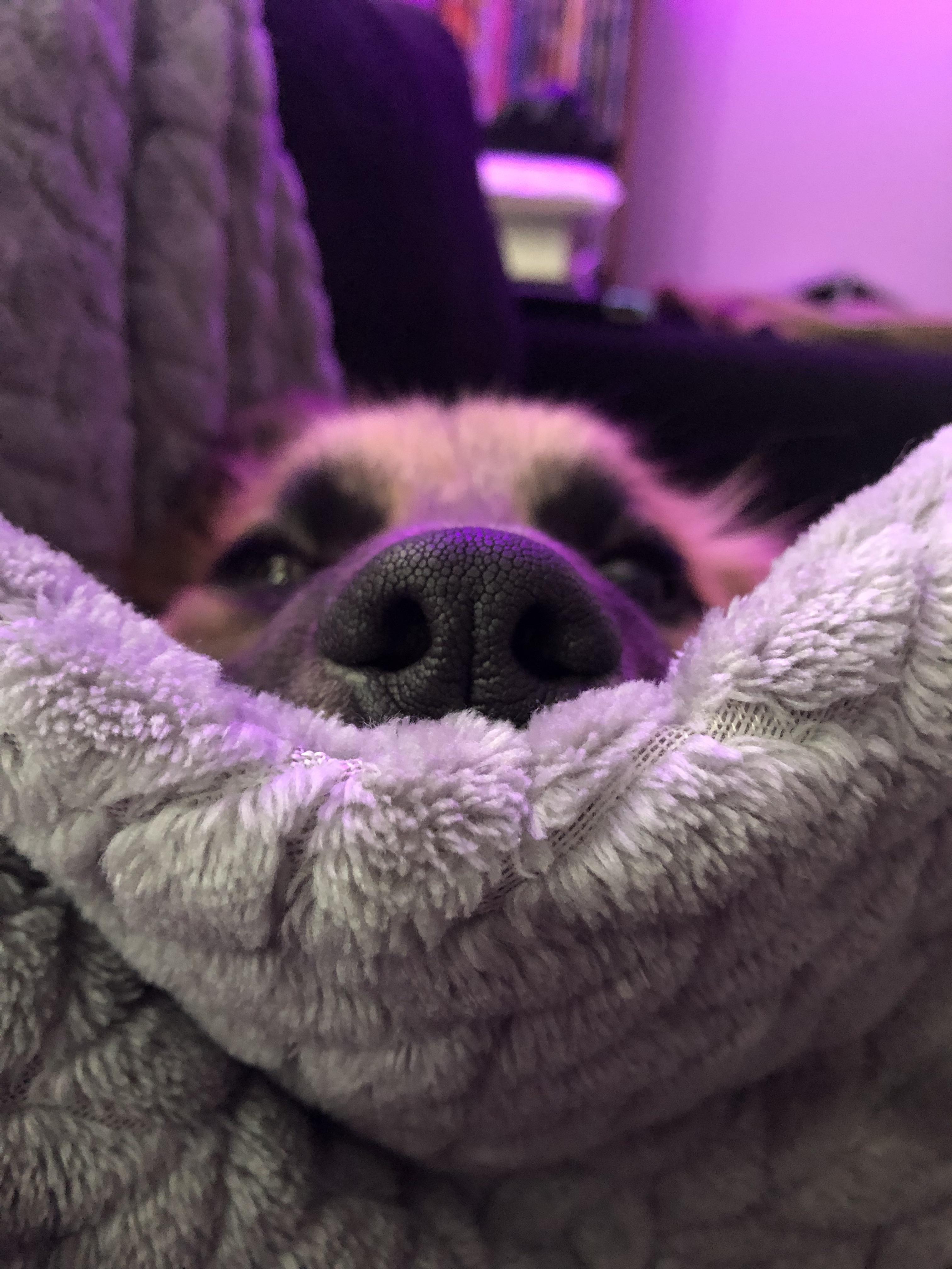 My favorite snoot to boop 💕 [OC] | Scrolller