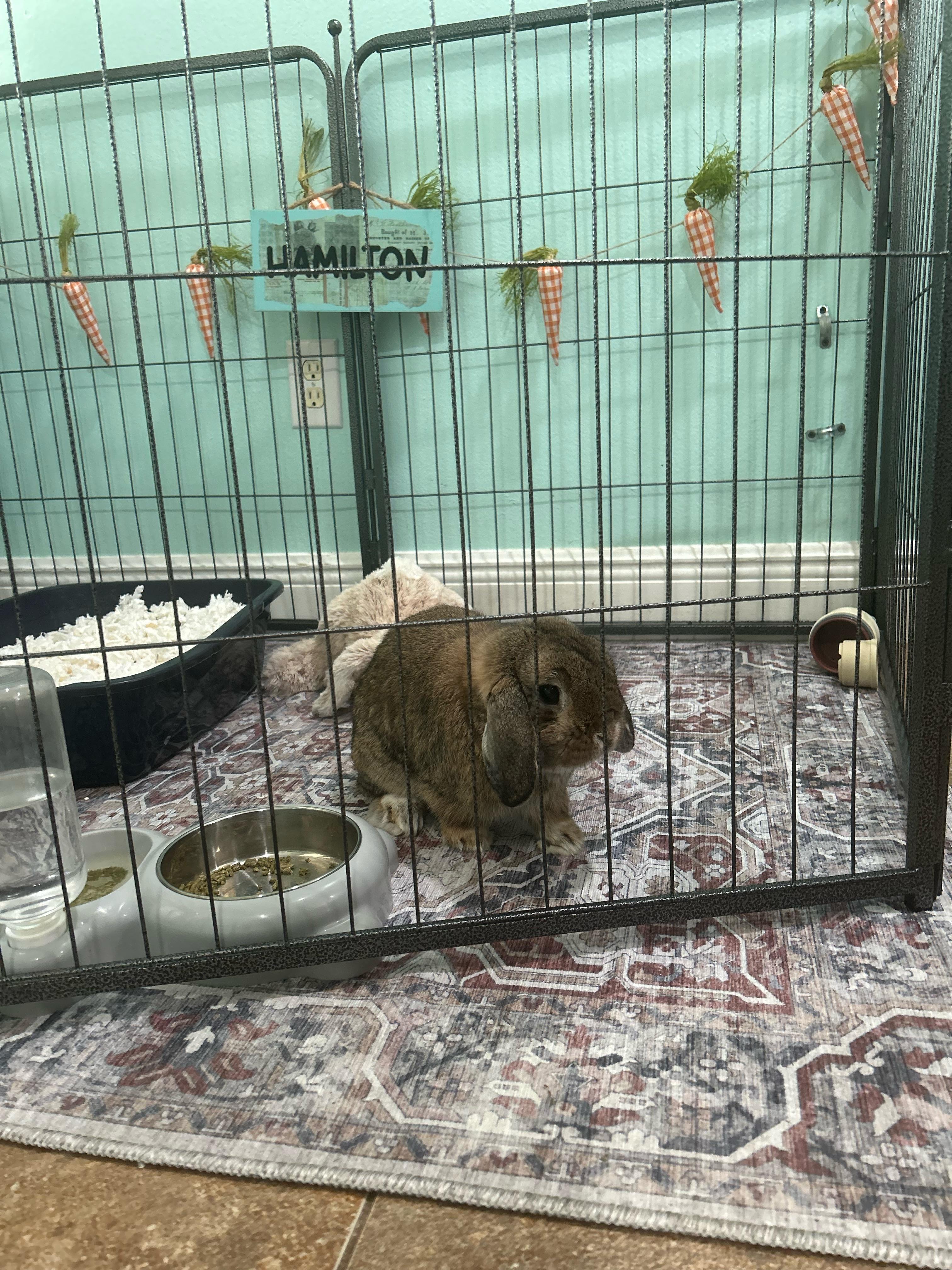 Hamilton | Scrolller