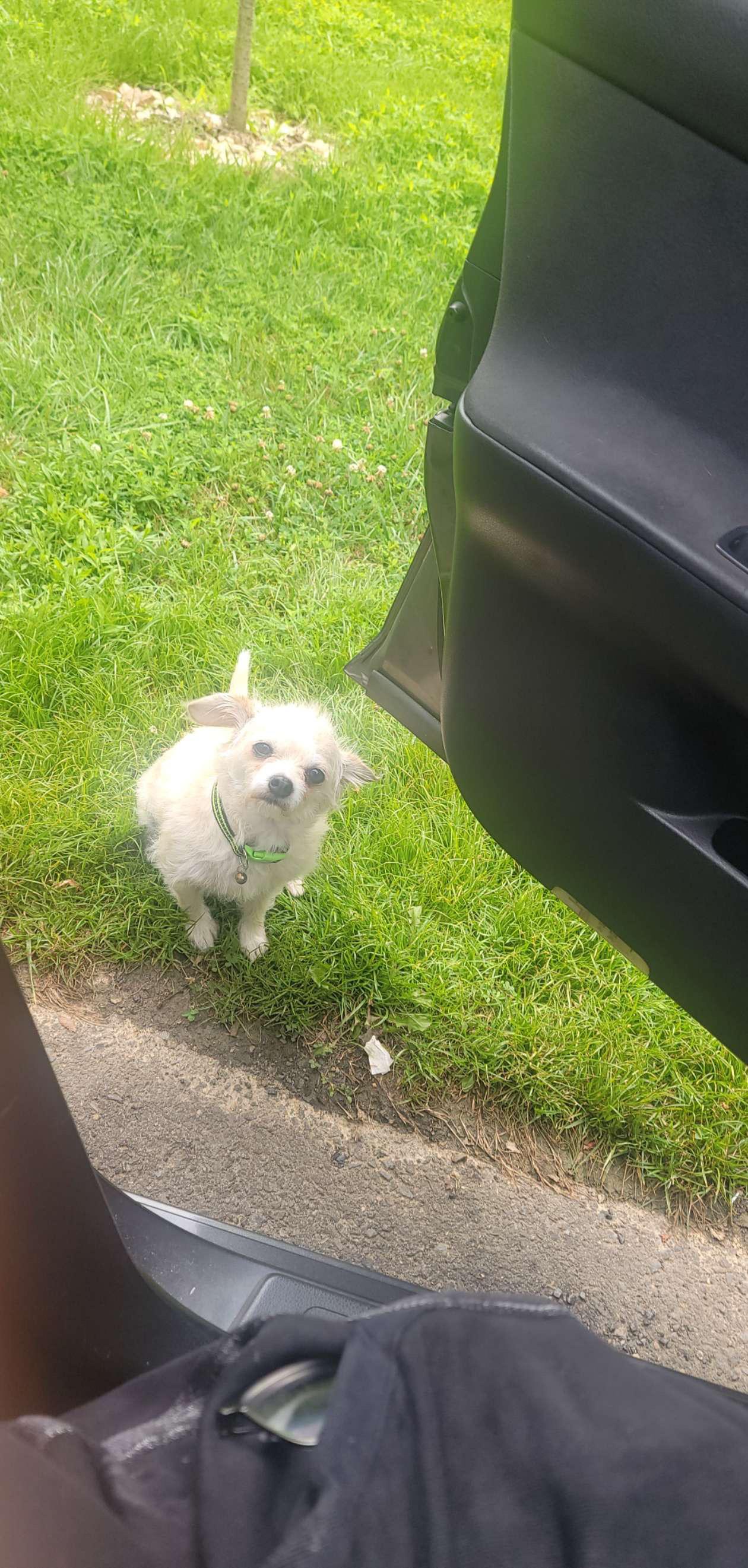 (OC) pup | Scrolller