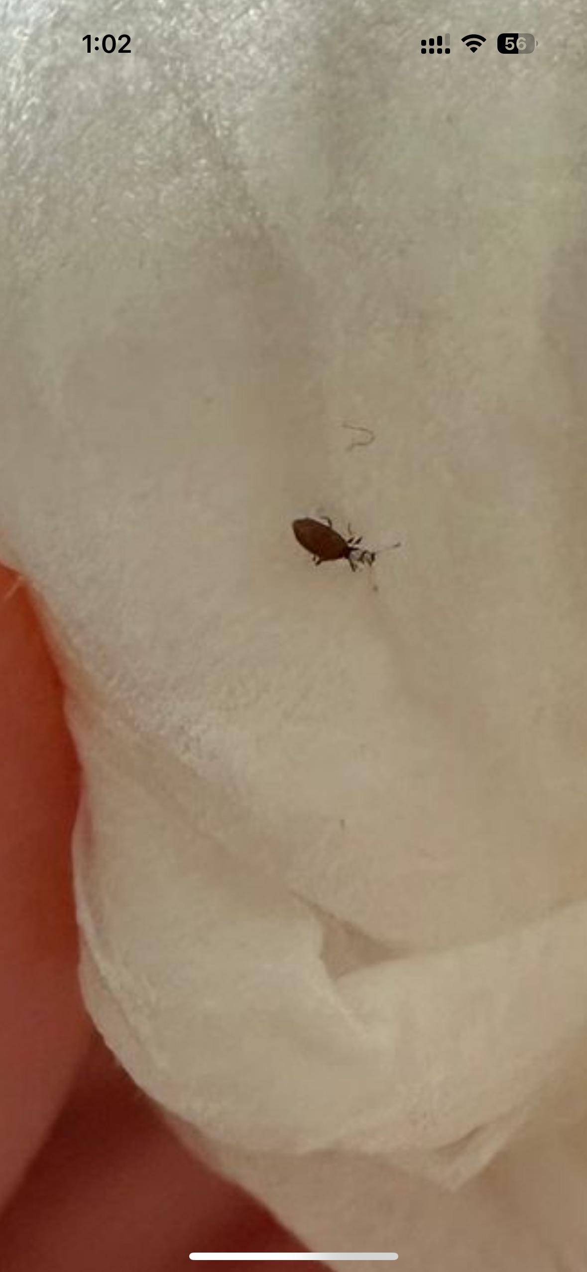 Are this bed bugs? | Scrolller