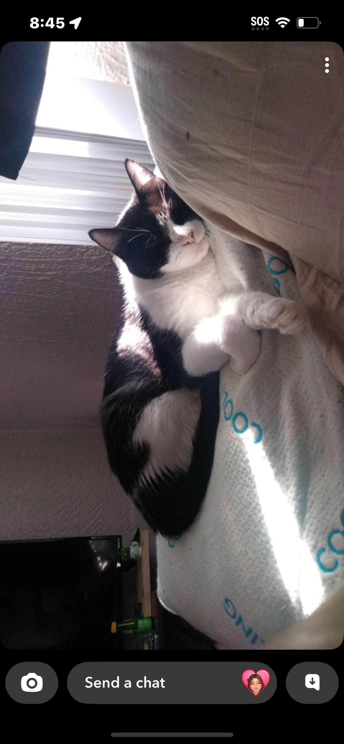 Cat corner | Scrolller