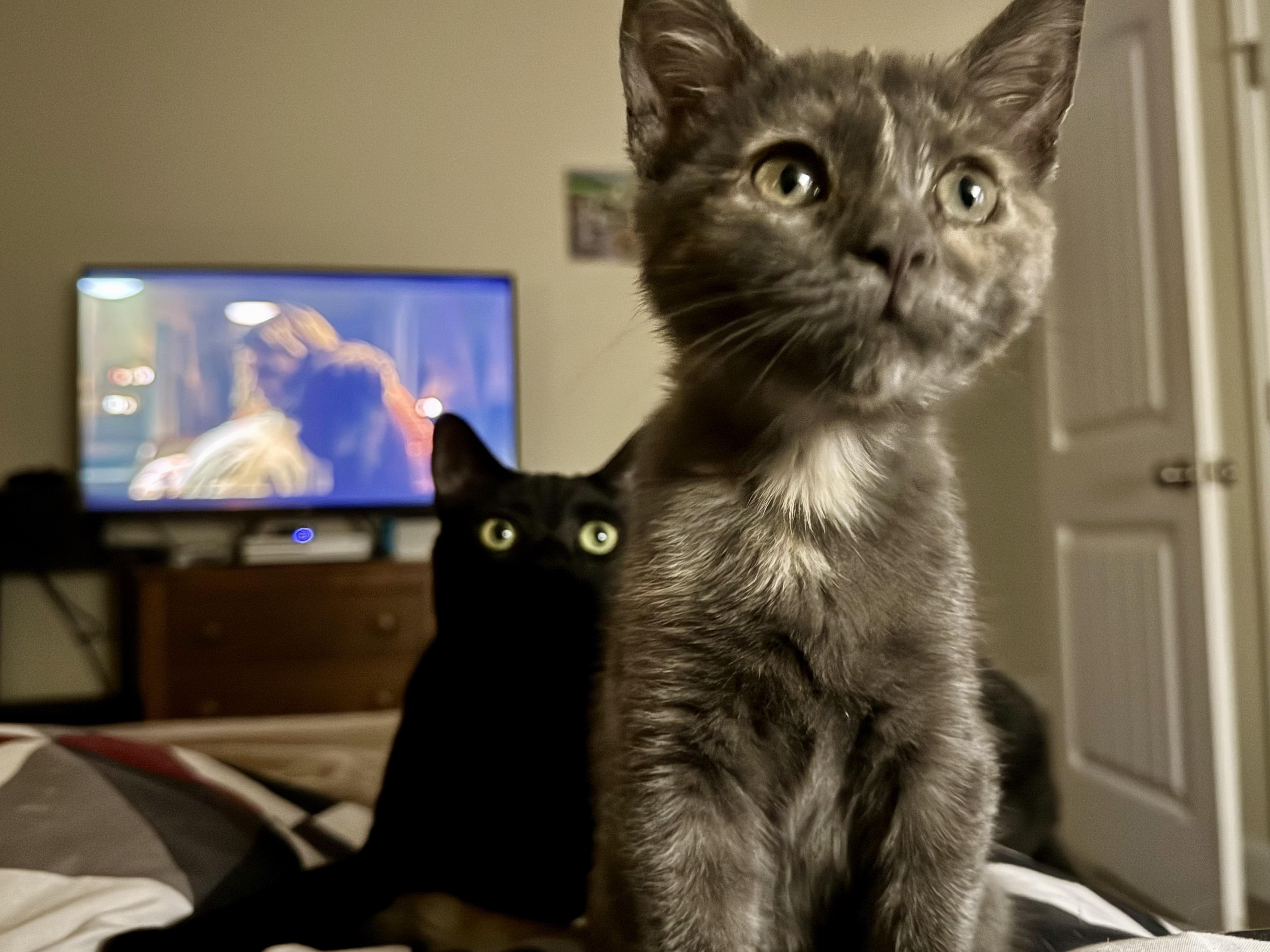 My Sweet Tortie Holly with her Void brother Gus Gus. (OC) | Scrolller