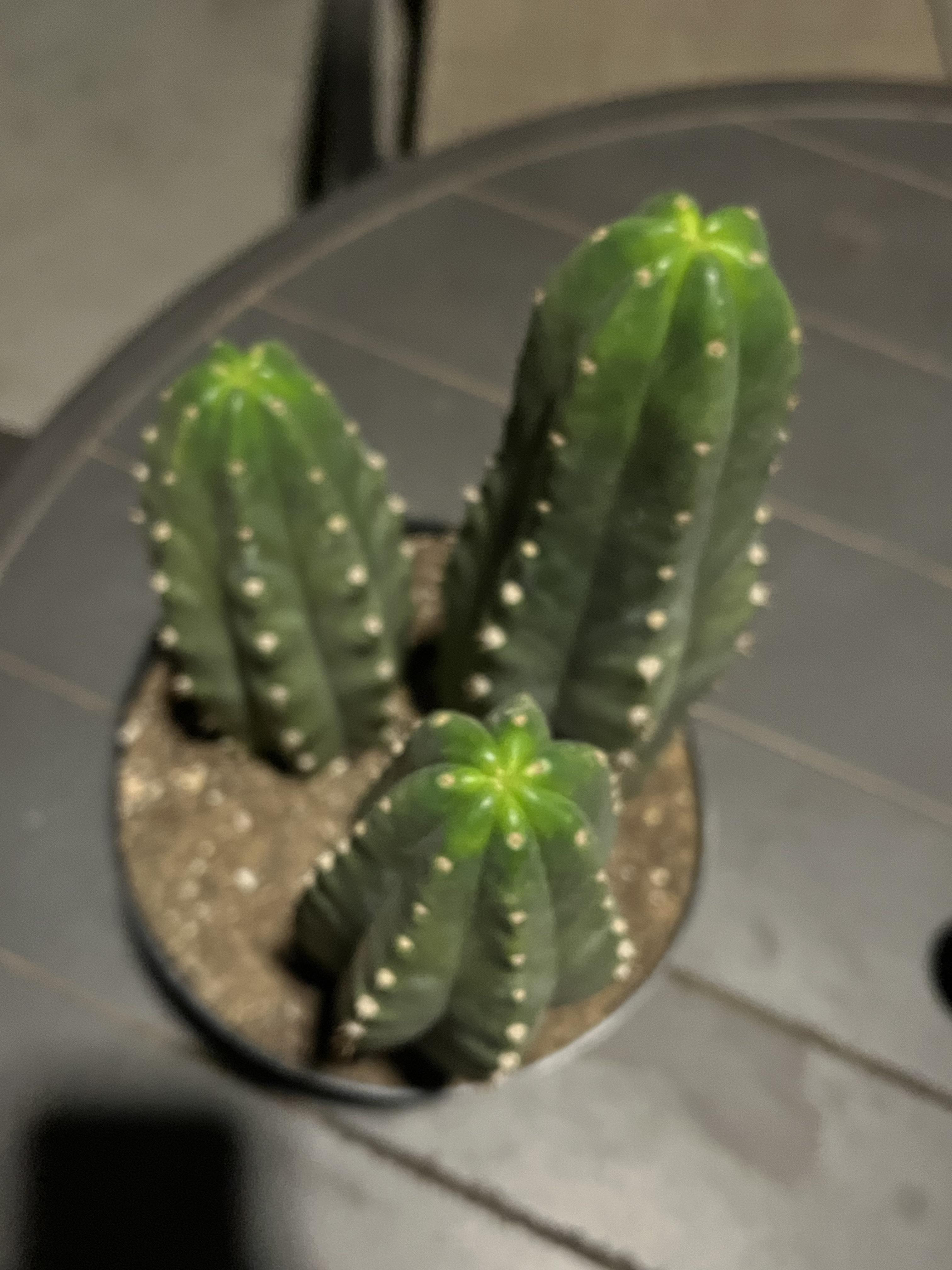 Cactus ID? | Scrolller