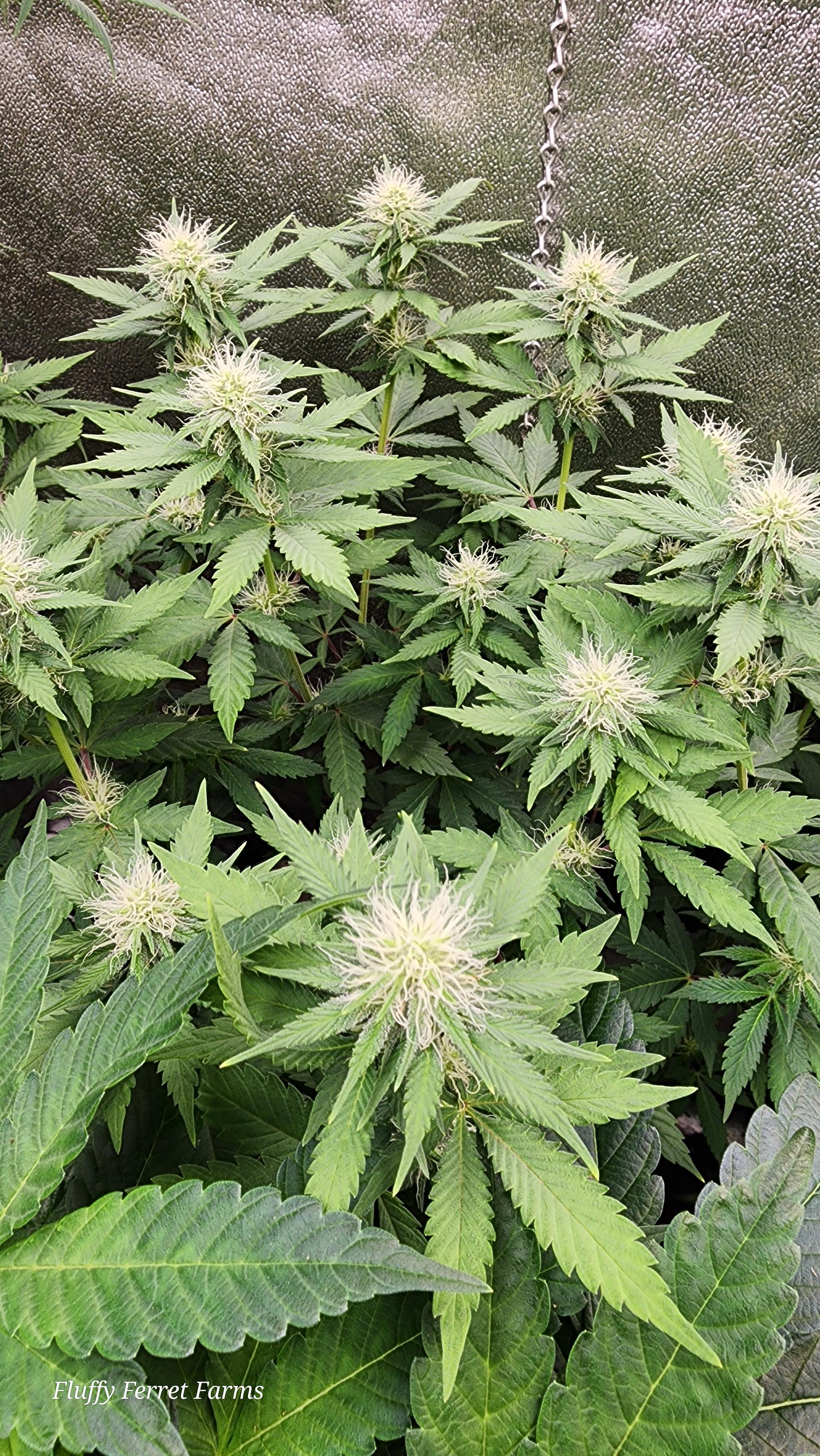 Strawberry Coma | Scrolller