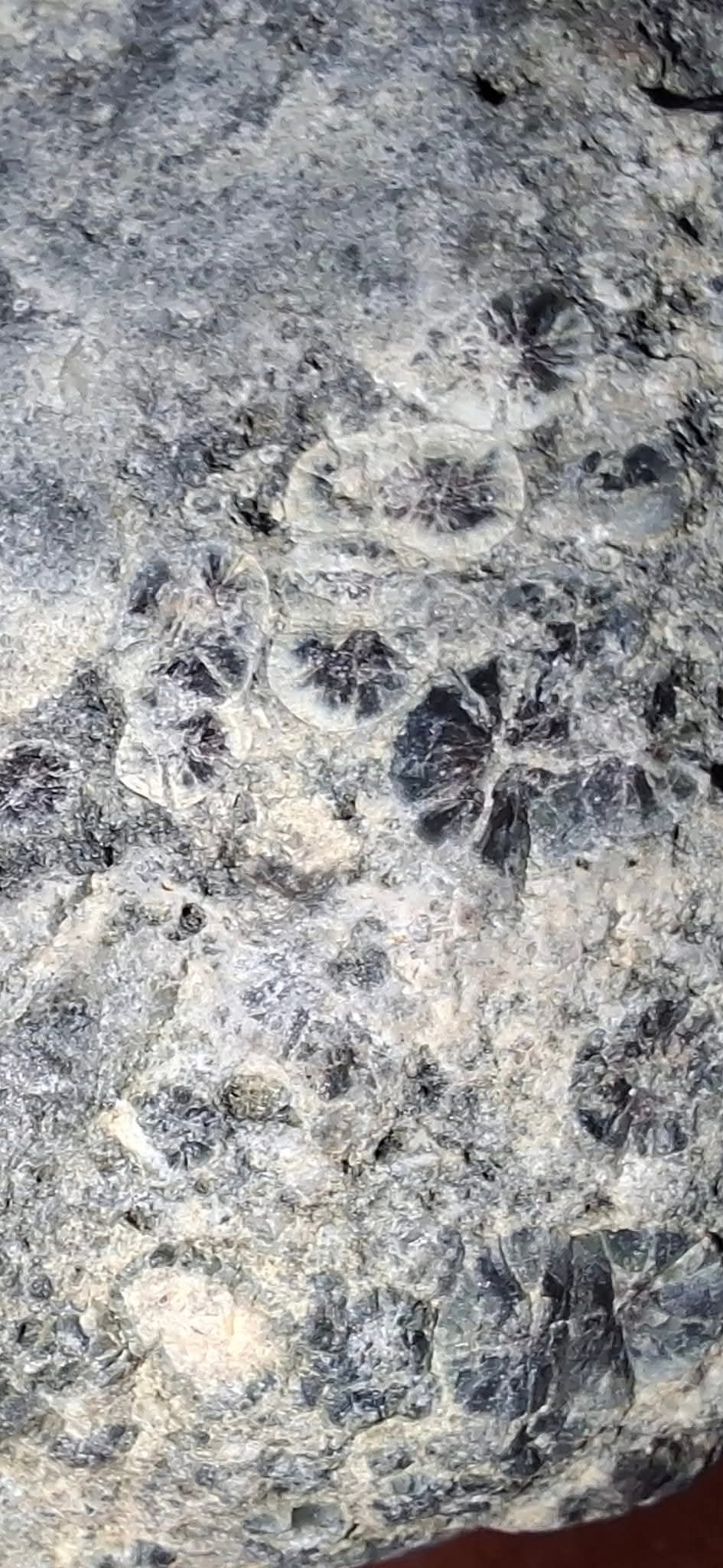 Rugose coral fossils? Or just a rock with interesting crystal structures? | Scrolller