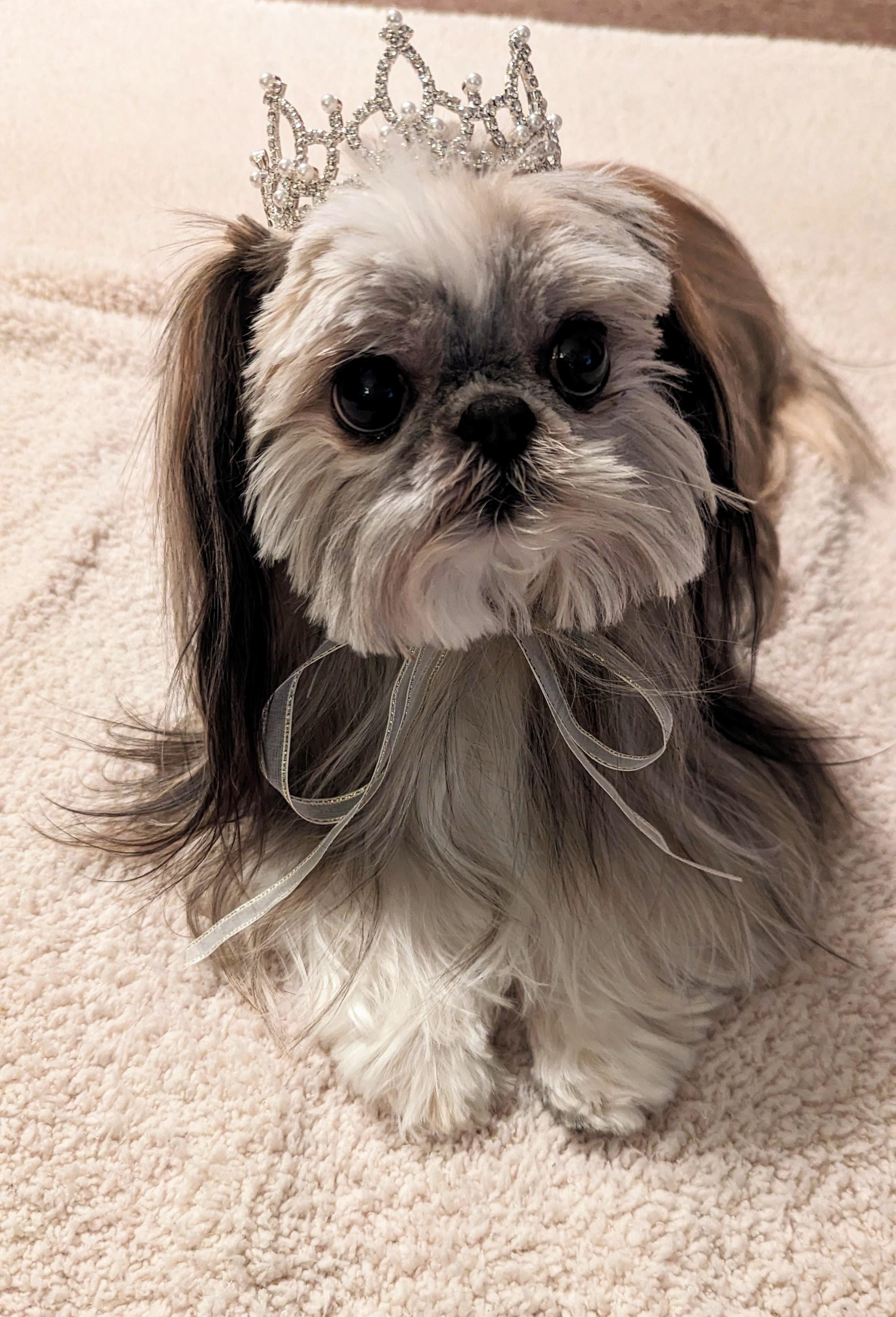 Princess Kami with her Tiara 👑 | Scrolller