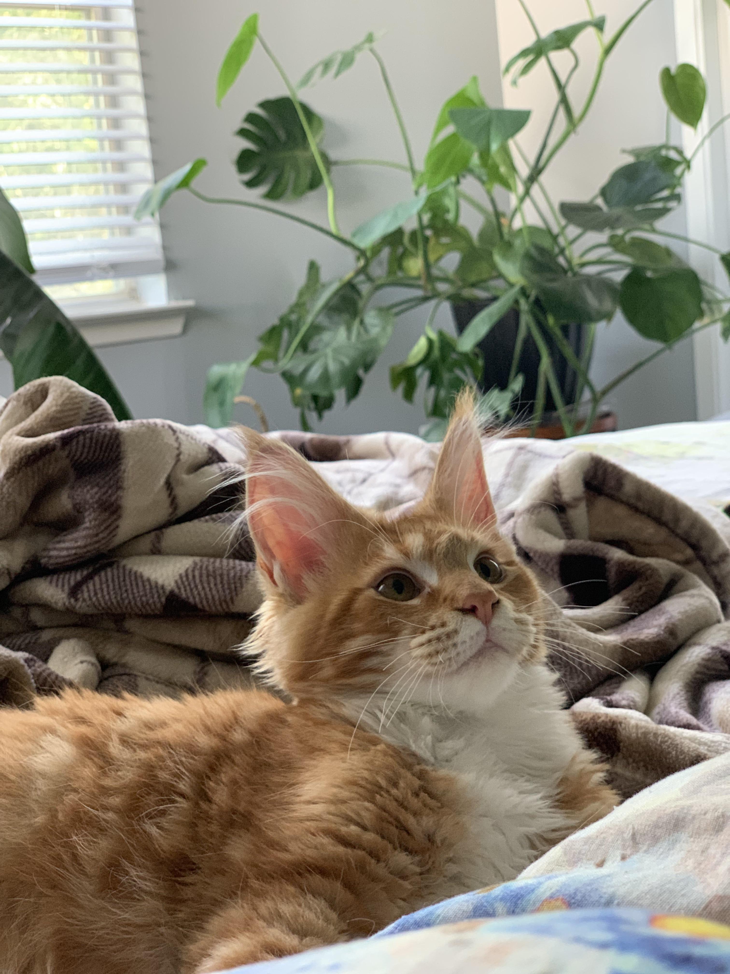 Bonito turned 5 months old today! | Scrolller