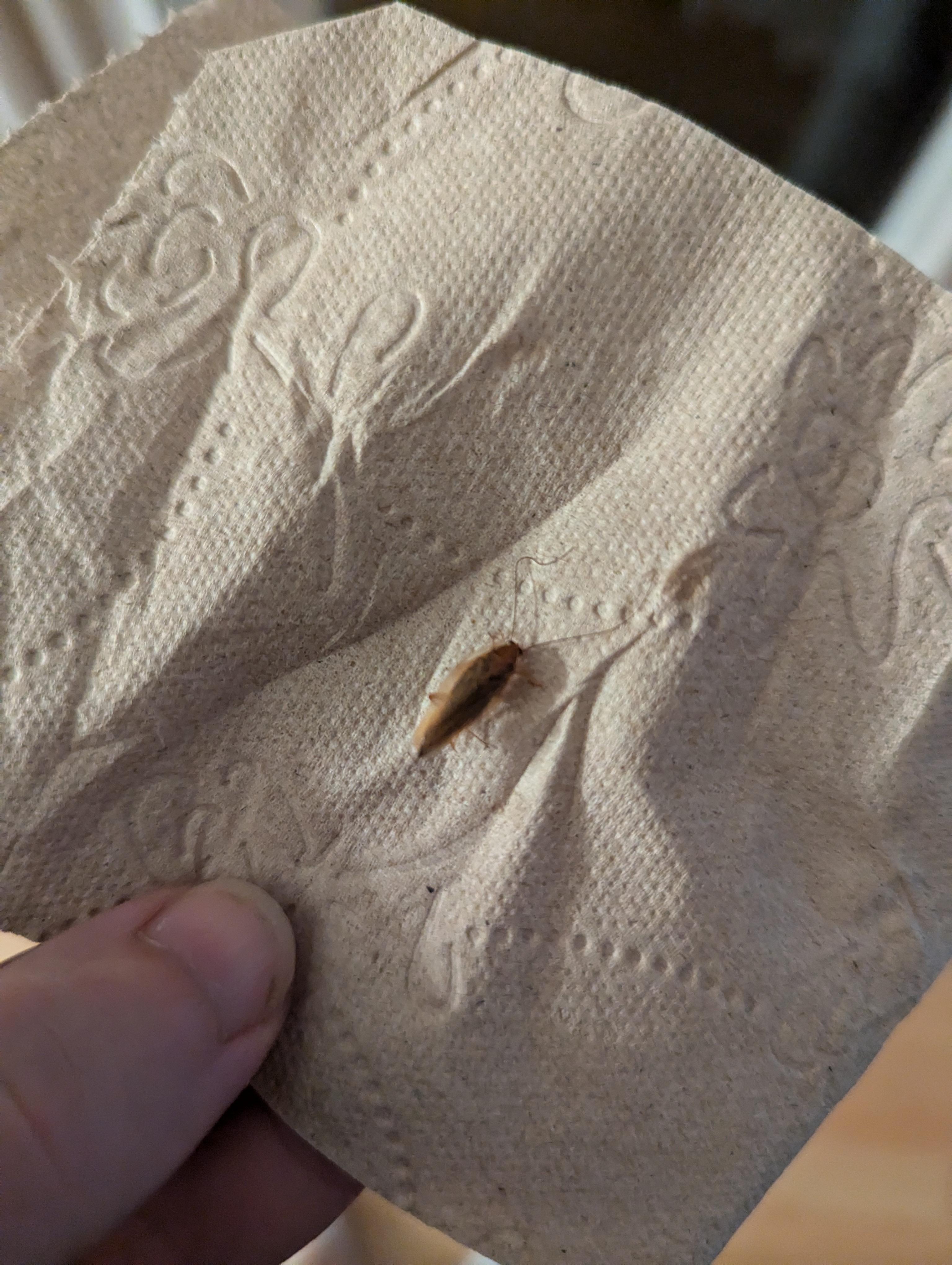 Discover more like Insects: Is that any kind of bad cockroach? and Related Content | Scrolller