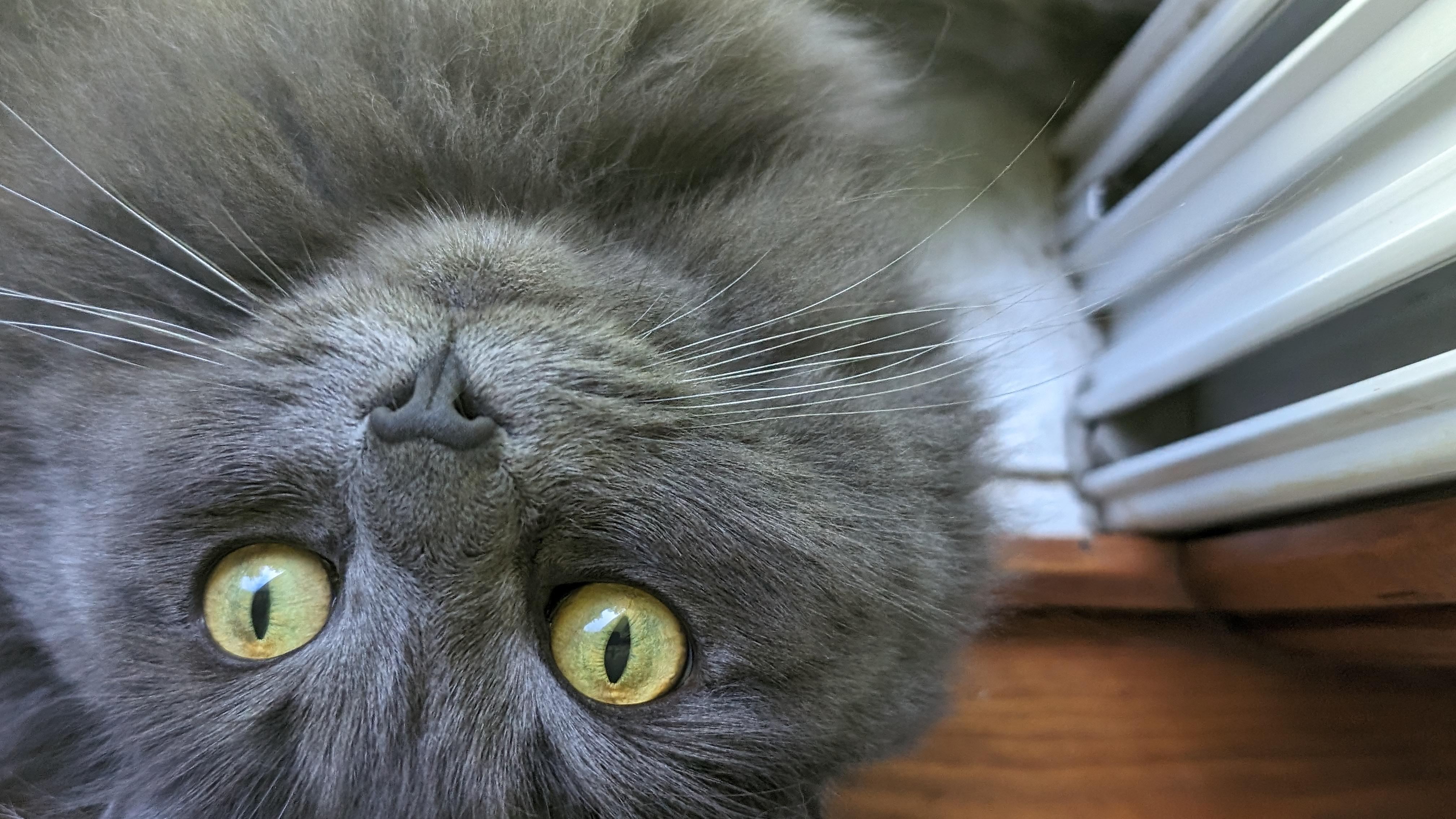 Dust bunny | Scrolller