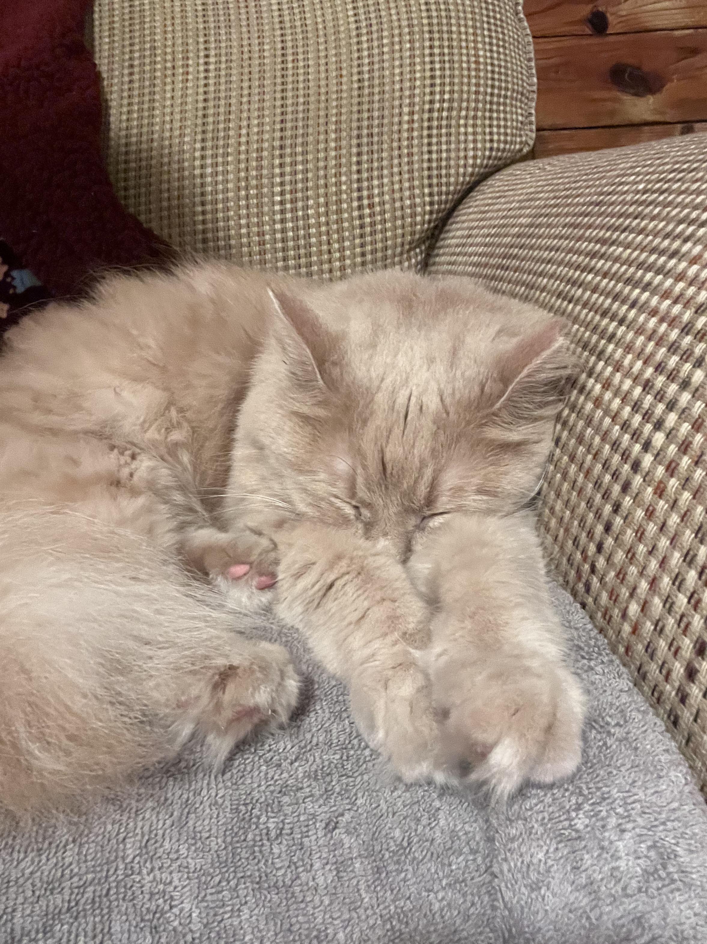 Reddit, meet Ron [OC] | Scrolller