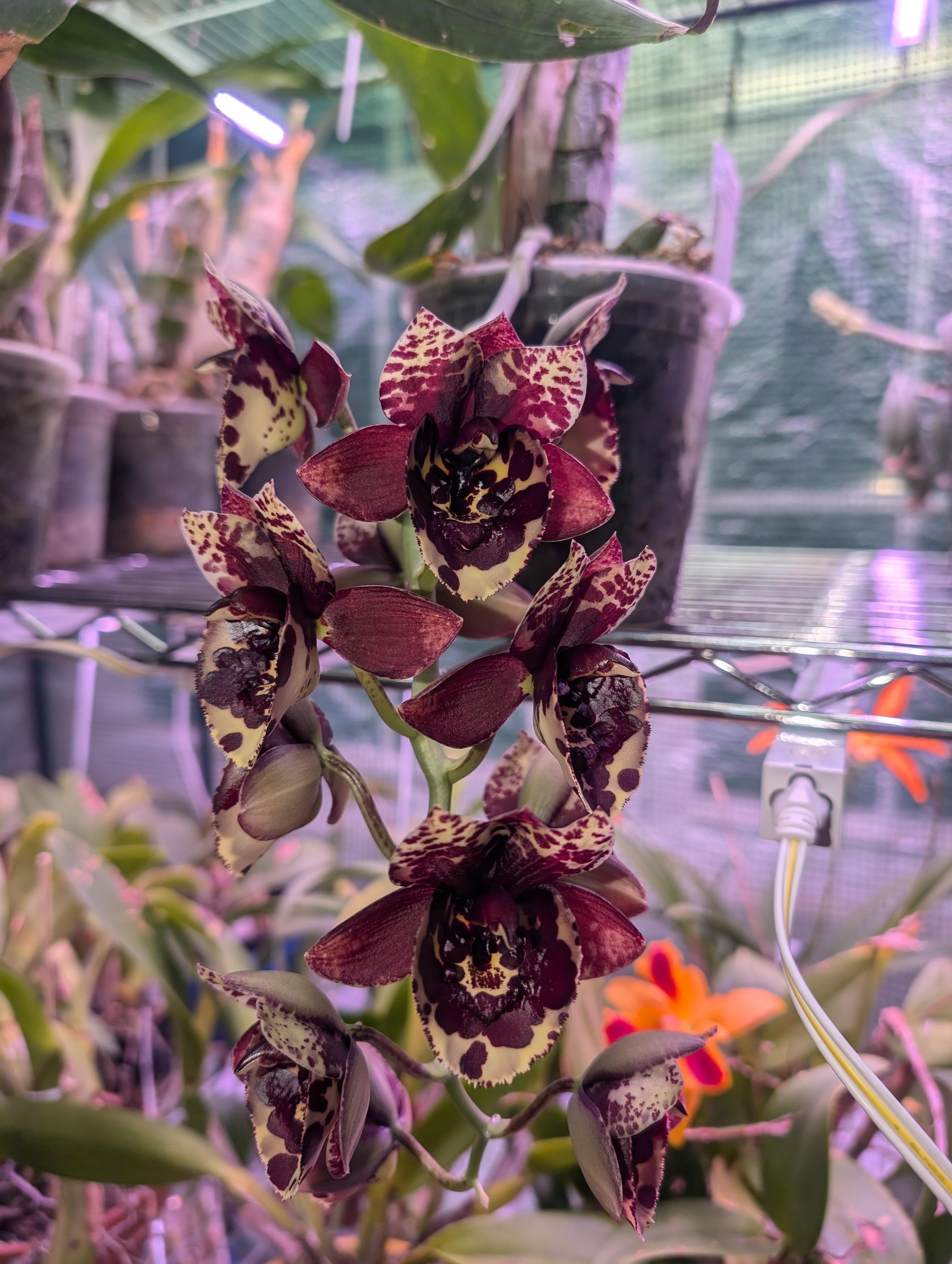 Second blooming from ctsm Joseito's Dark Phoenix | Scrolller