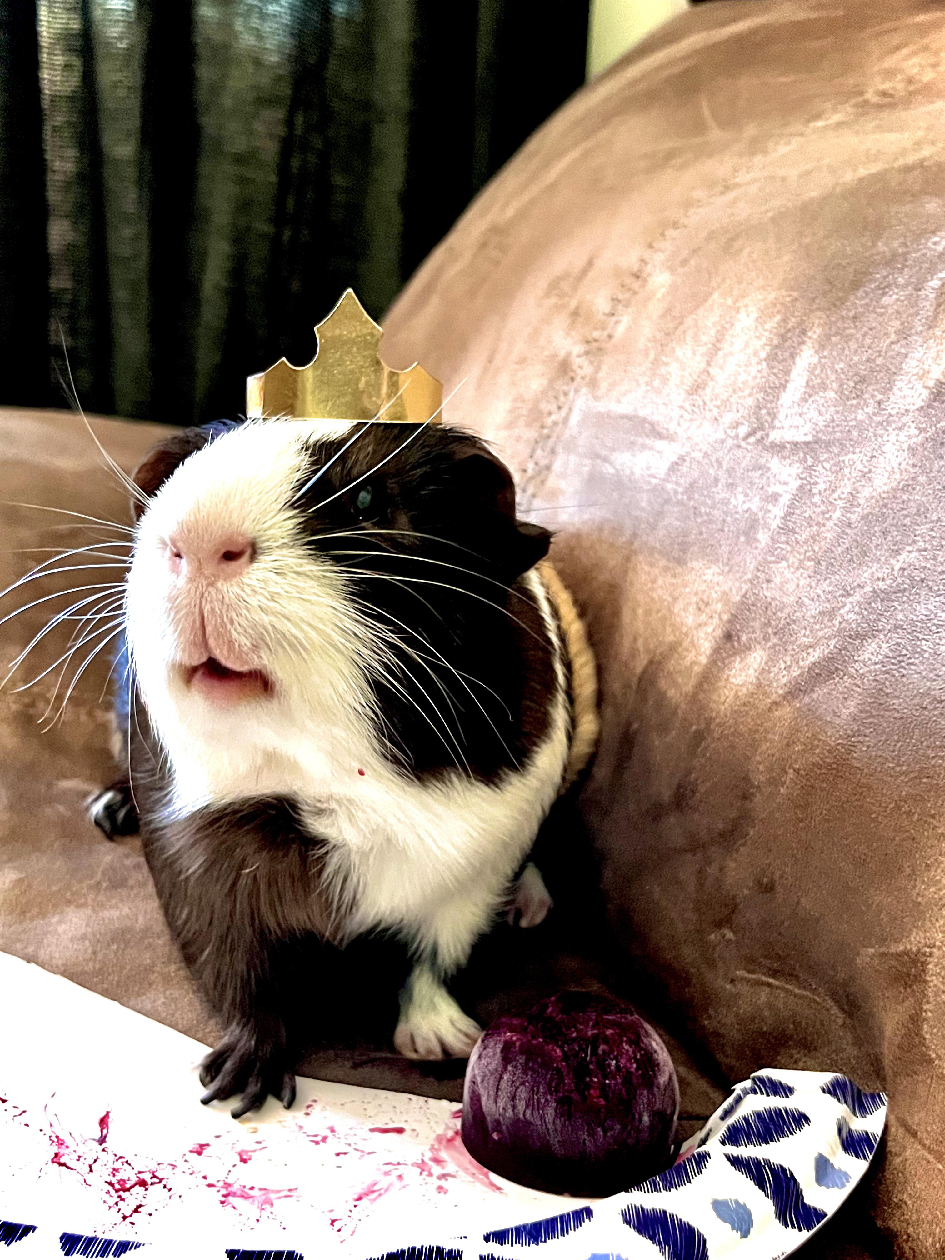 Happy 3rd Gotcha Day, Archie!! | Scrolller