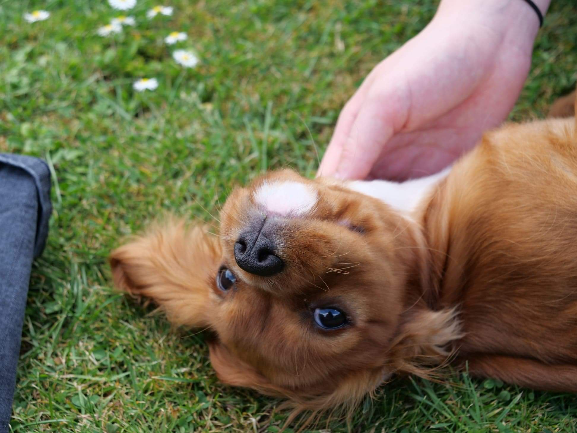 My parents new pup, Cooper | Scrolller