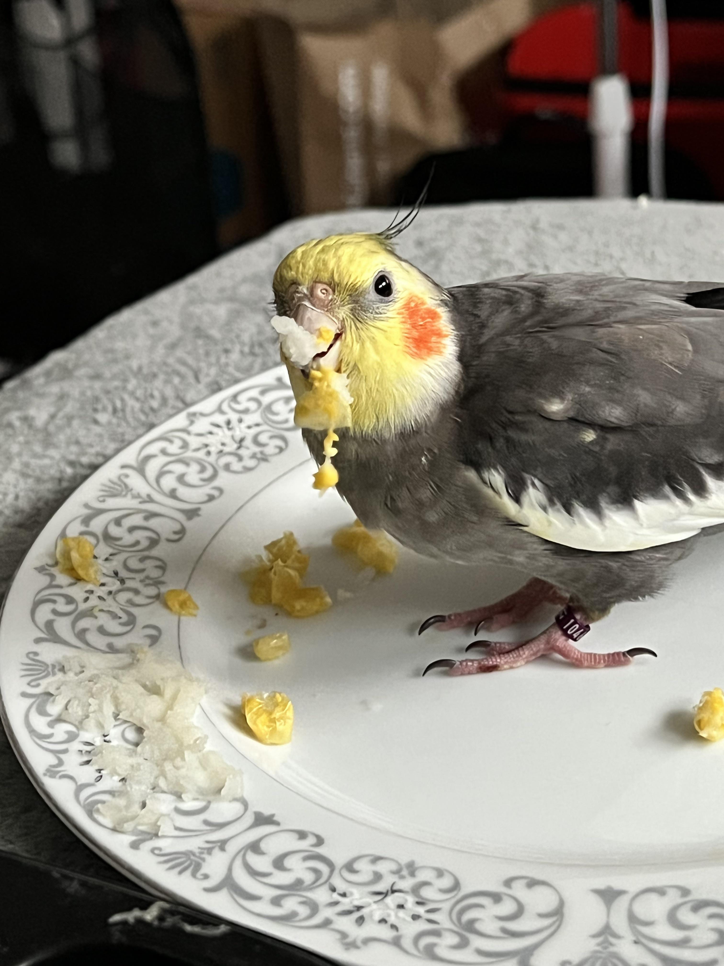 Groot is a fiend for corn and potatoes | Scrolller