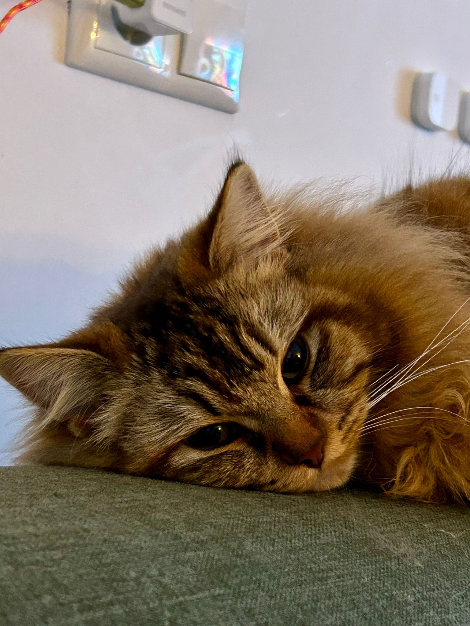 Meet Cleo | Scrolller