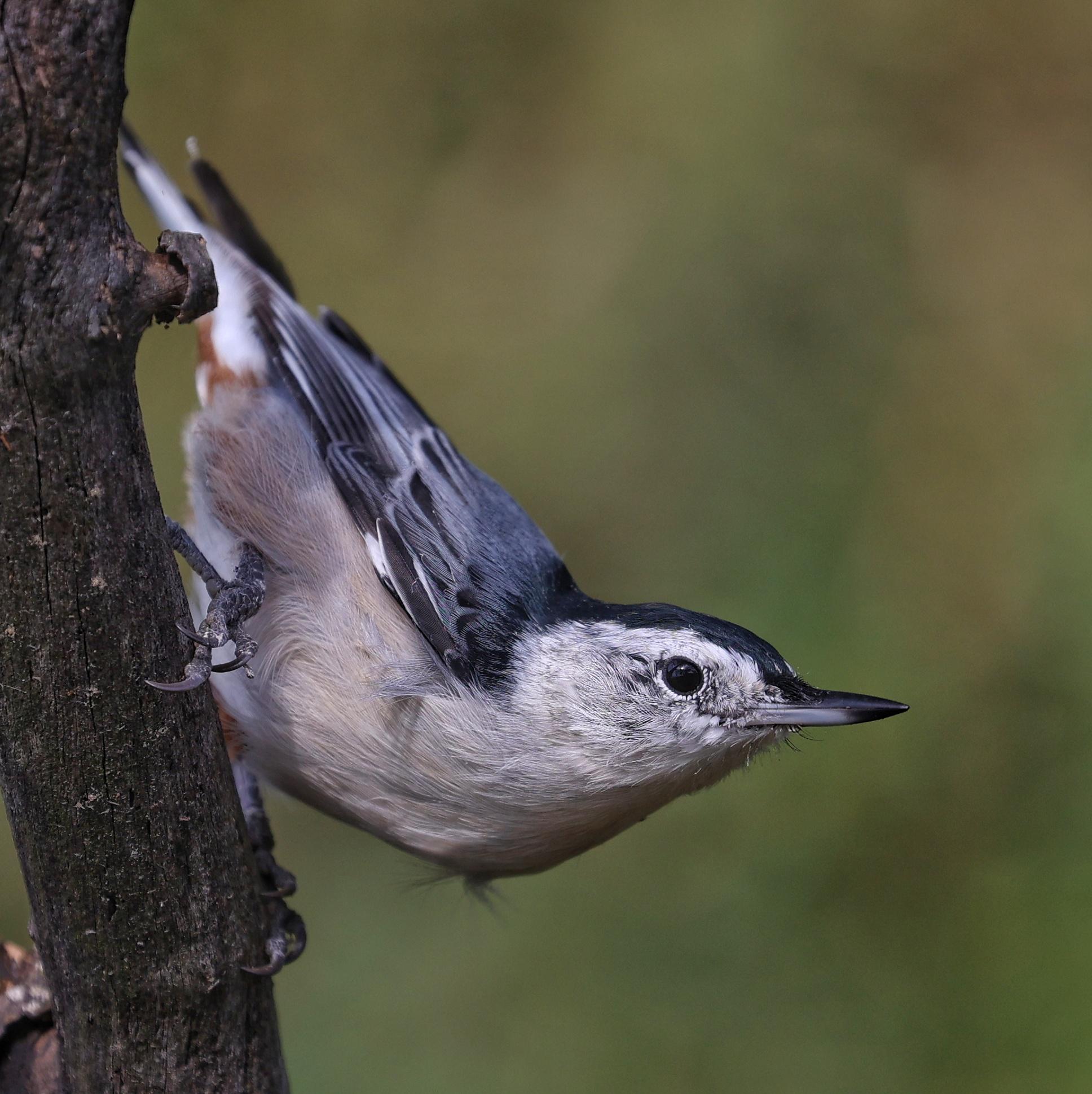White-breasted nuthatch (MI - USA) | Scrolller