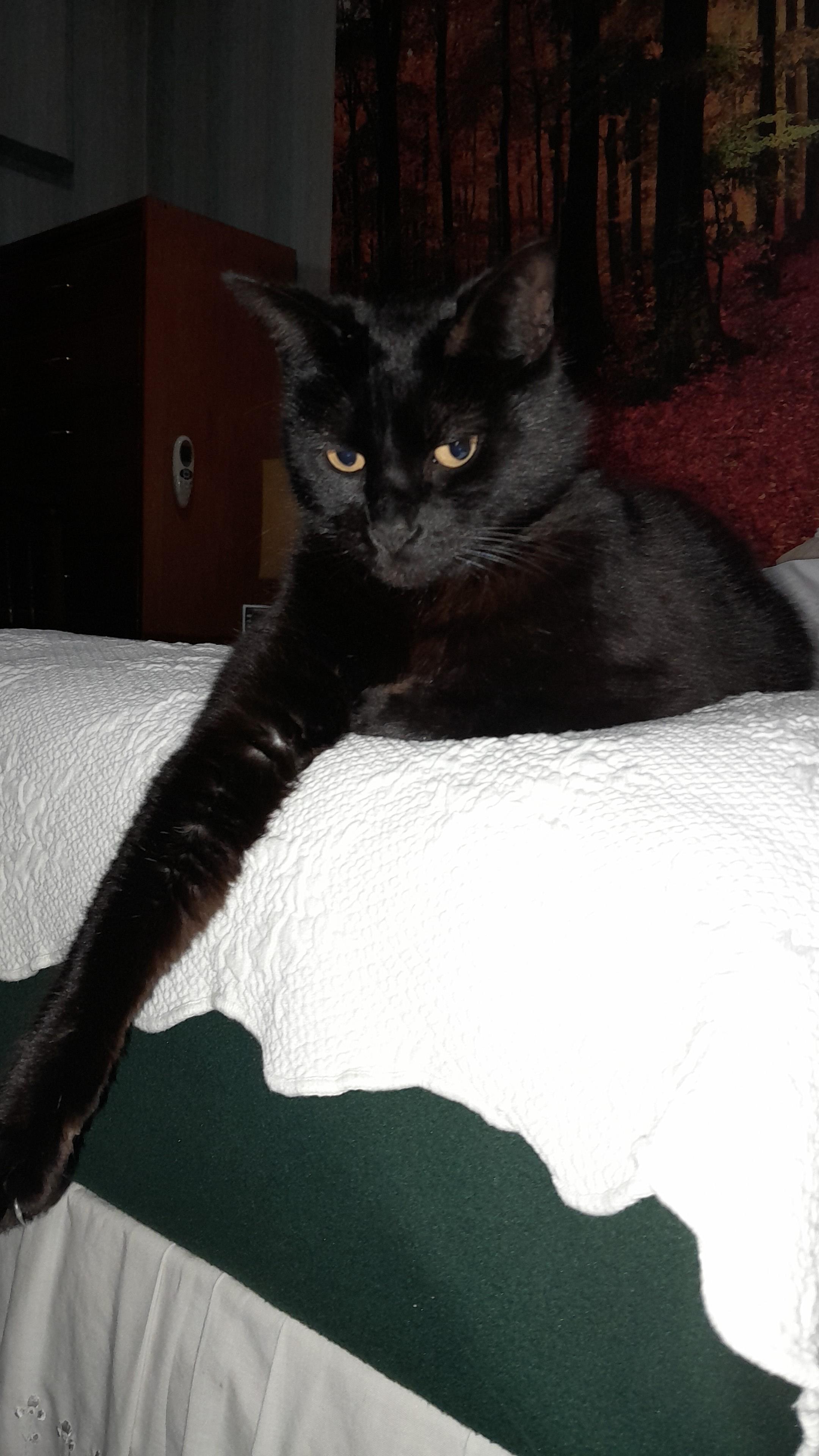 Discover more like CatsBeingCats: My cat in a very strange pose. What is she thinking? Ja and ...