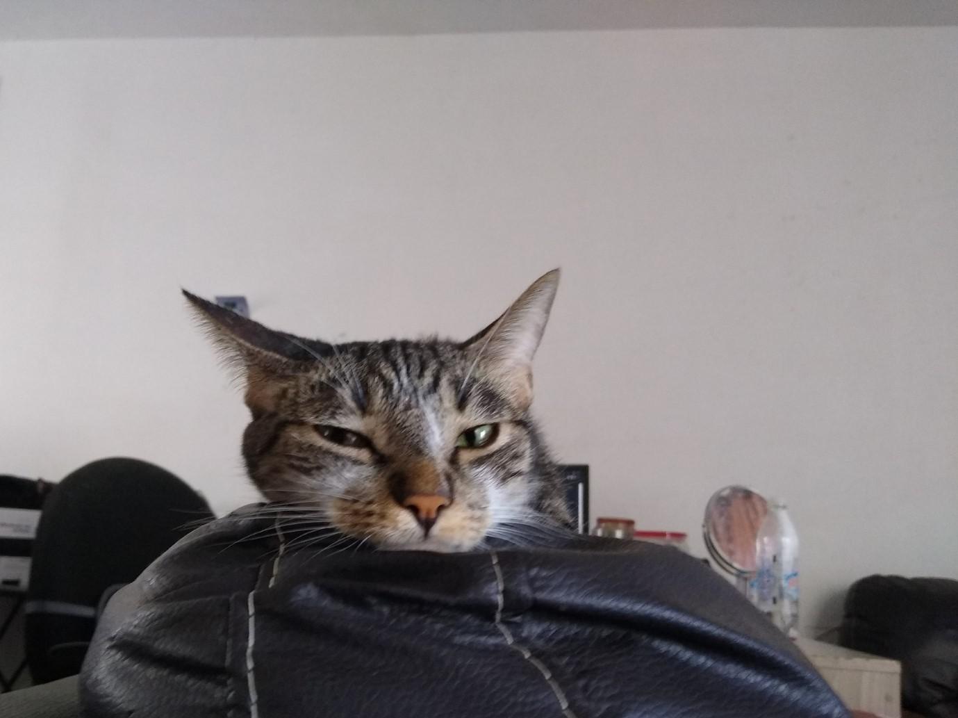 She is the devil incarnate but my heart melts when she lies down like that 💕 | Scrolller