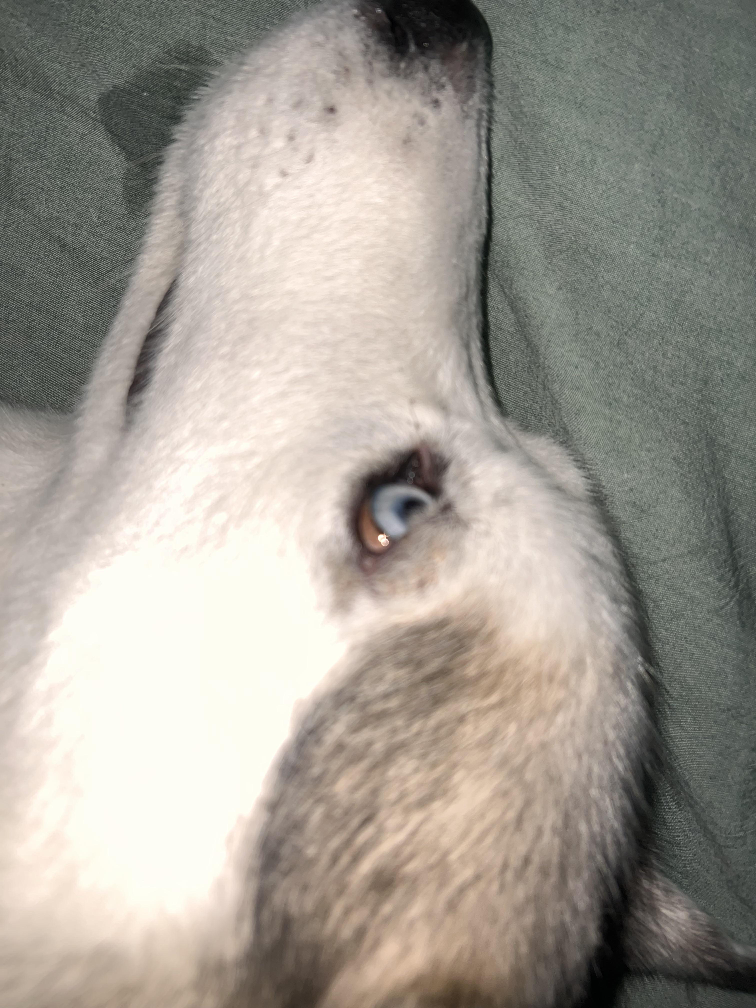 Skin issue with husky? | Scrolller