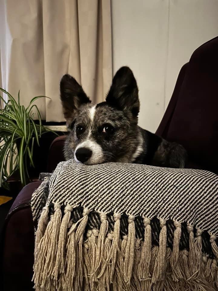 Birthdaygirl turned 12 today! Please give boops! 😘 | Scrolller