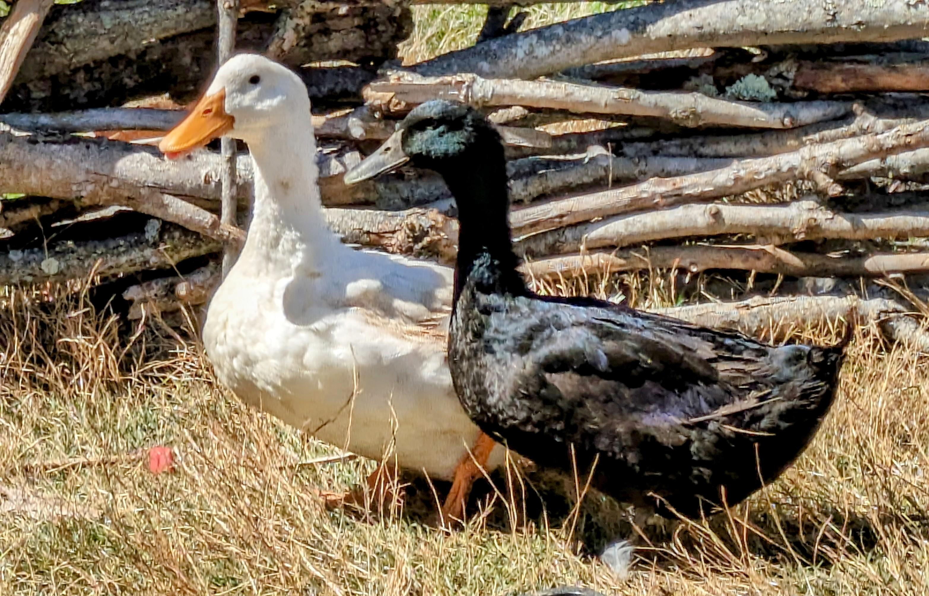 Discover more like Duck: Goose and friends today !! and Related Content | Scrolller