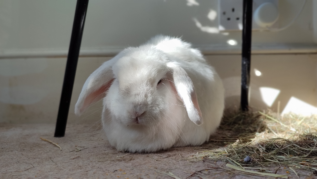 Discover more like Rabbits: My beautiful grumpy 12 year old boy. and ...